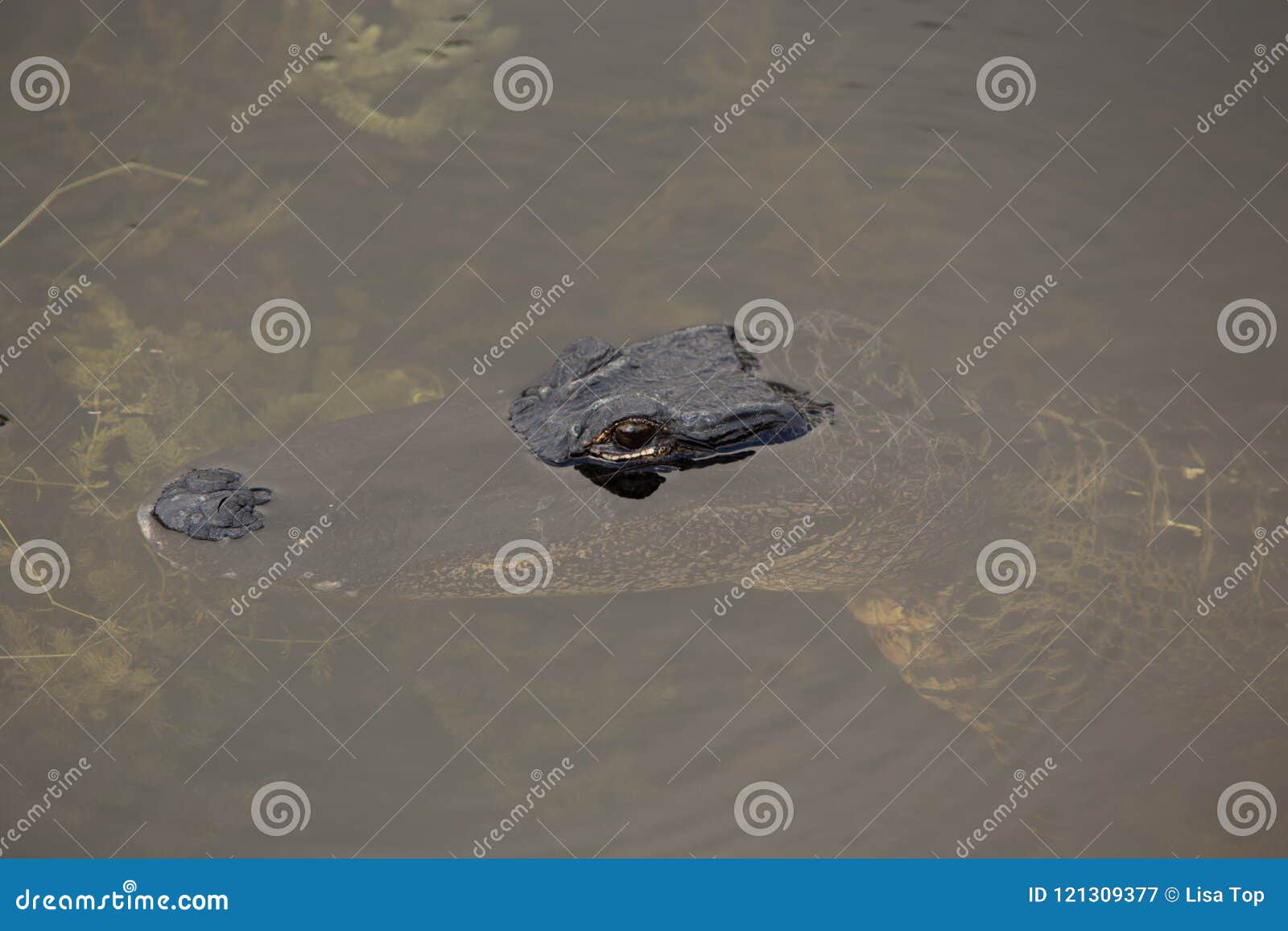 Alligator glaring at you stock image. Image of submerged - 121309377