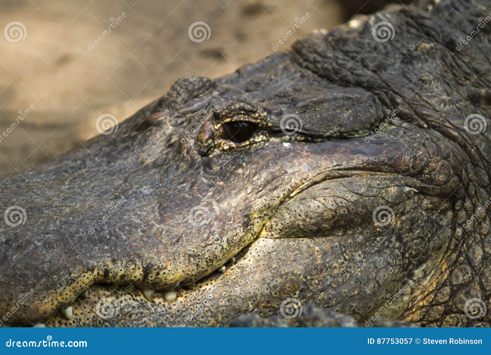 Alligator on Ground stock image. Image of outdoors, crawling - 87753057