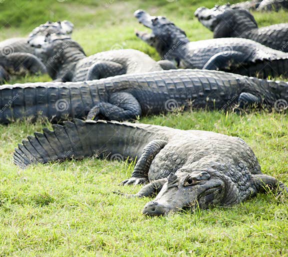 Alligator group stock photo. Image of group, bunch, reptile - 28400026