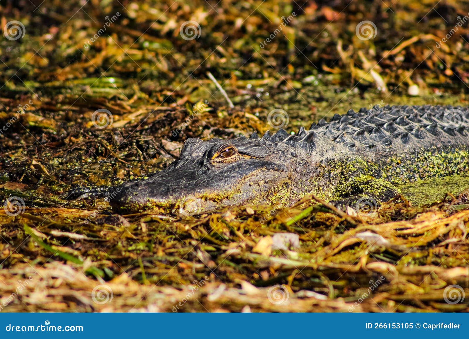 Alligator Half Submerged and Covered in Algae in a Florida Swamp Stock ...