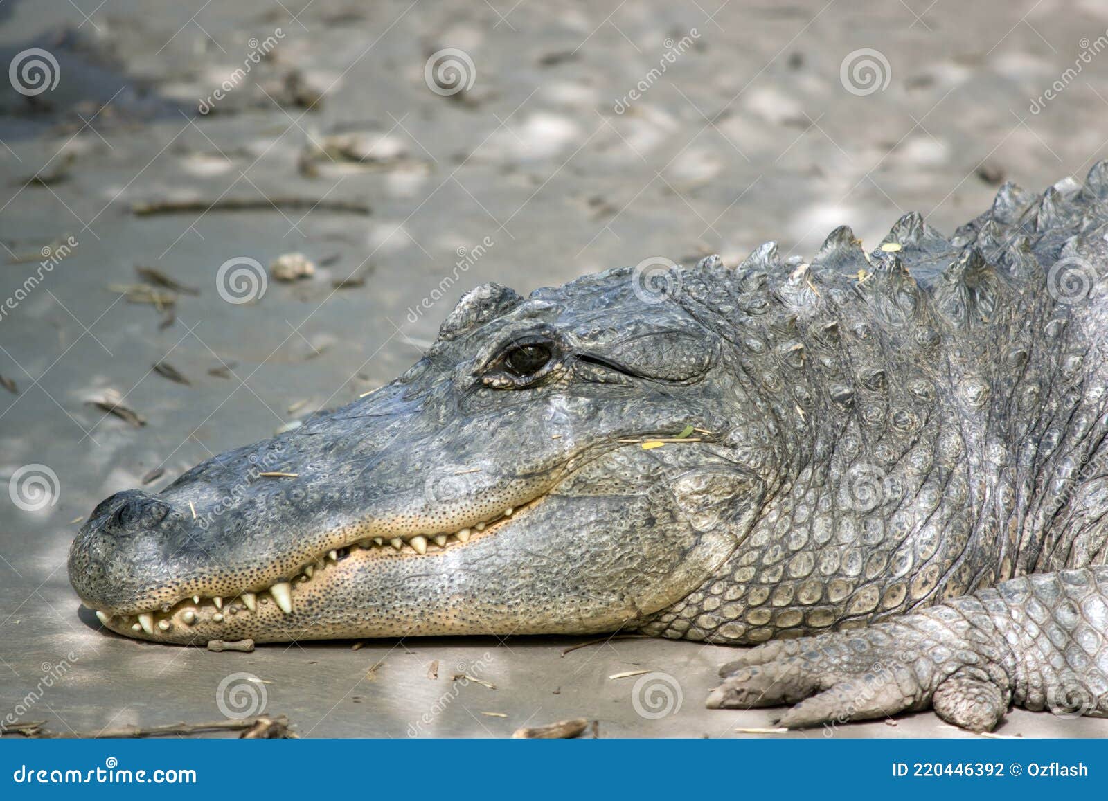The Alligator Has Sharp Pointed Teeth Stock Photo - Image of crocodile ...