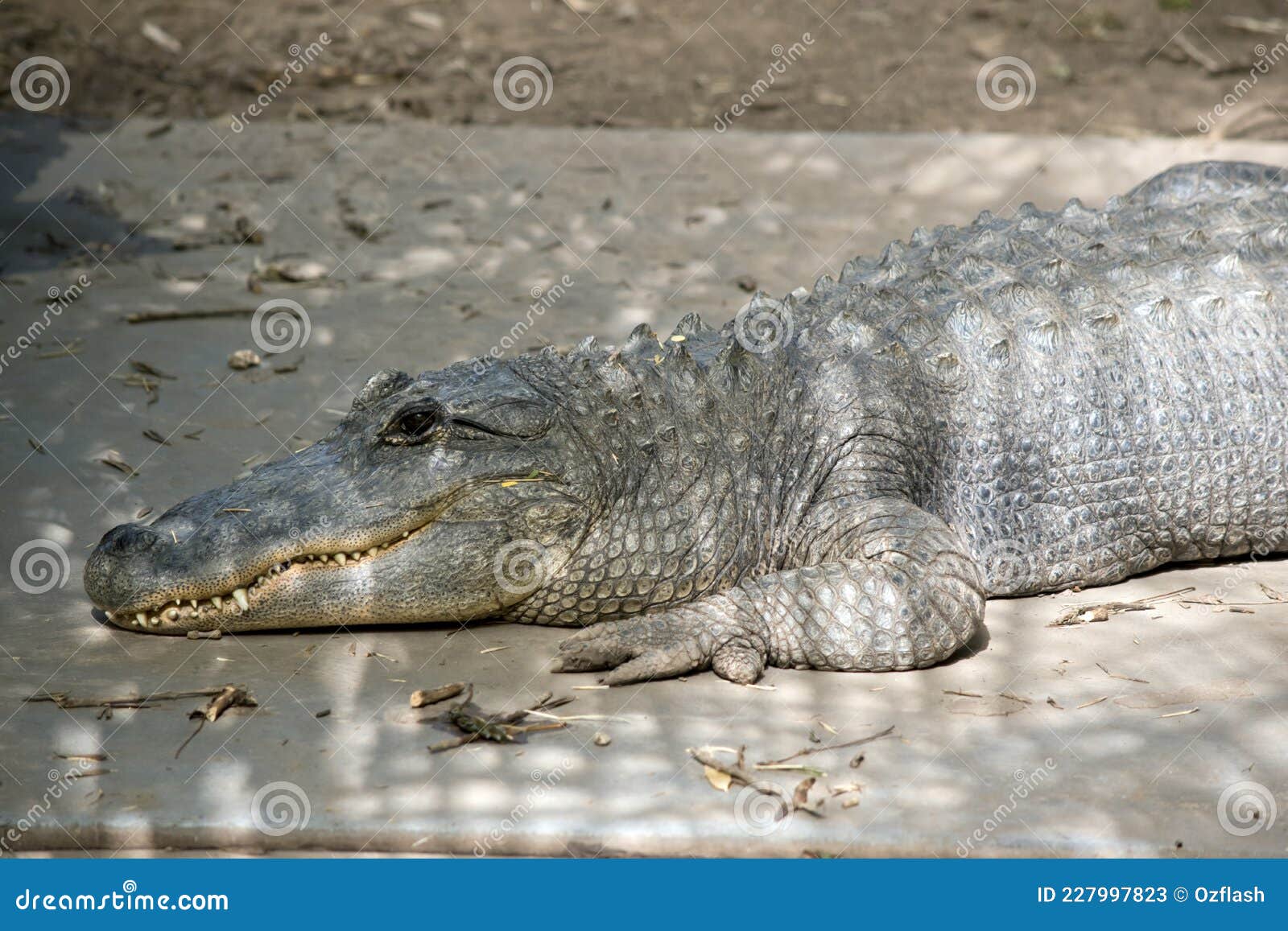 The Alligator Has Sharp Pointed Teeth Stock Image - Image of united ...