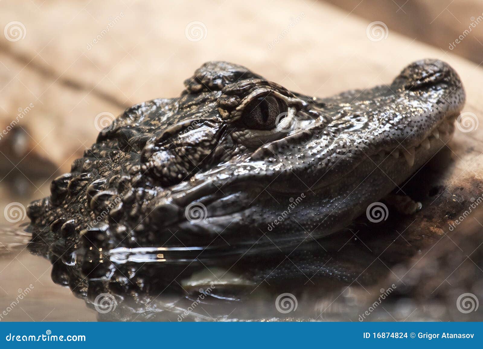 Alligator head stock photo. Image of wildlife, water - 16874824