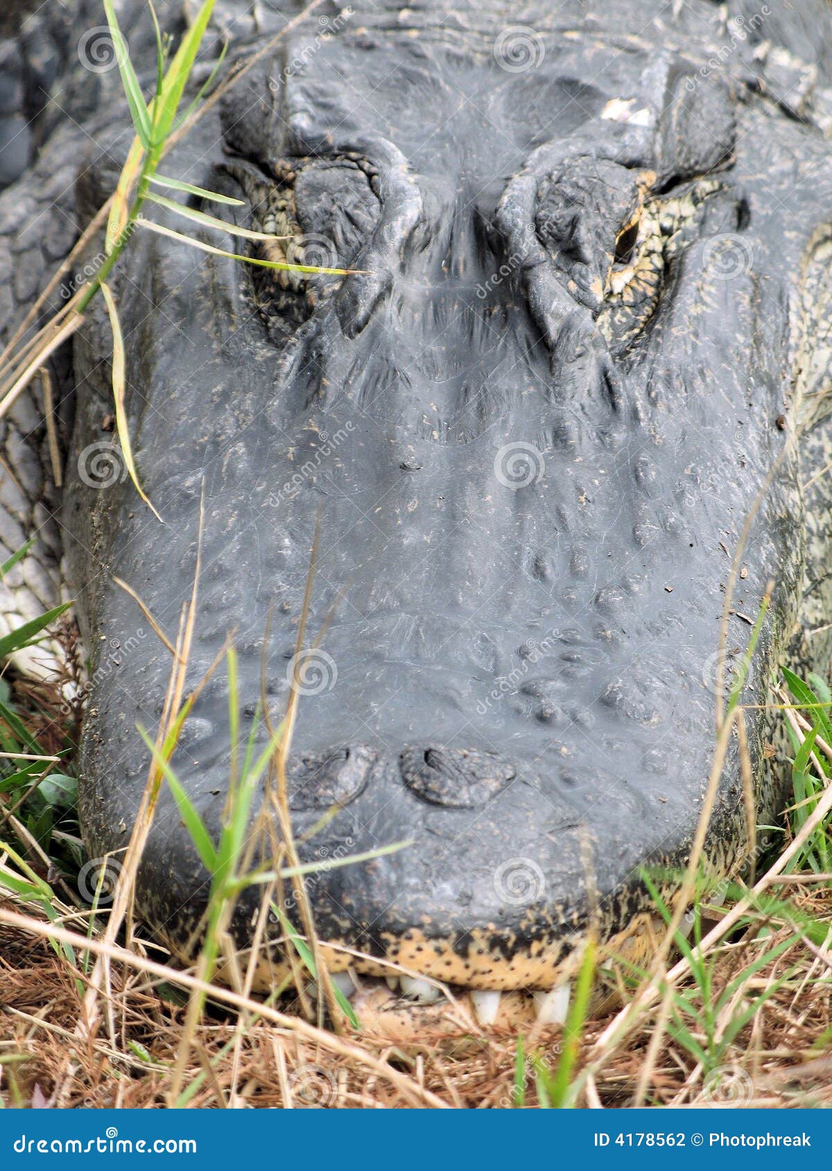 Alligator head stock photo. Image of animal, america, watching - 4178562