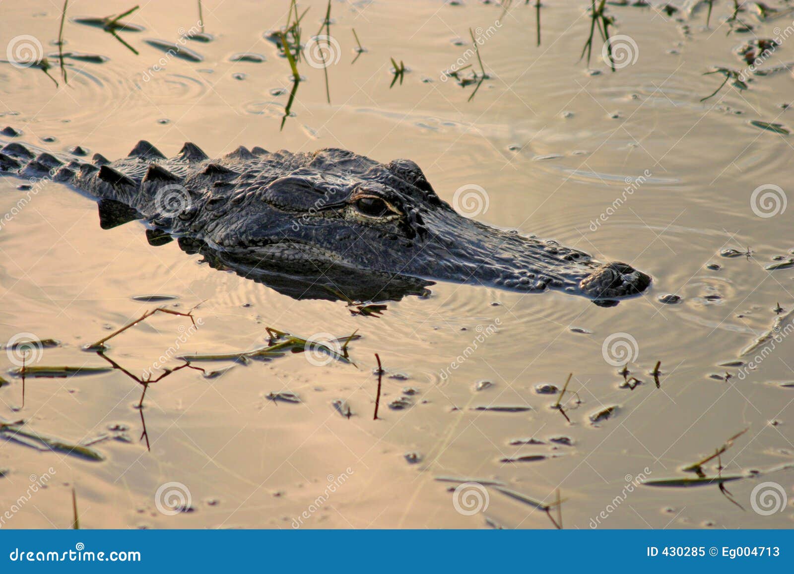 Alligator Head stock image. Image of nose, crocodilus, crocodile - 430285