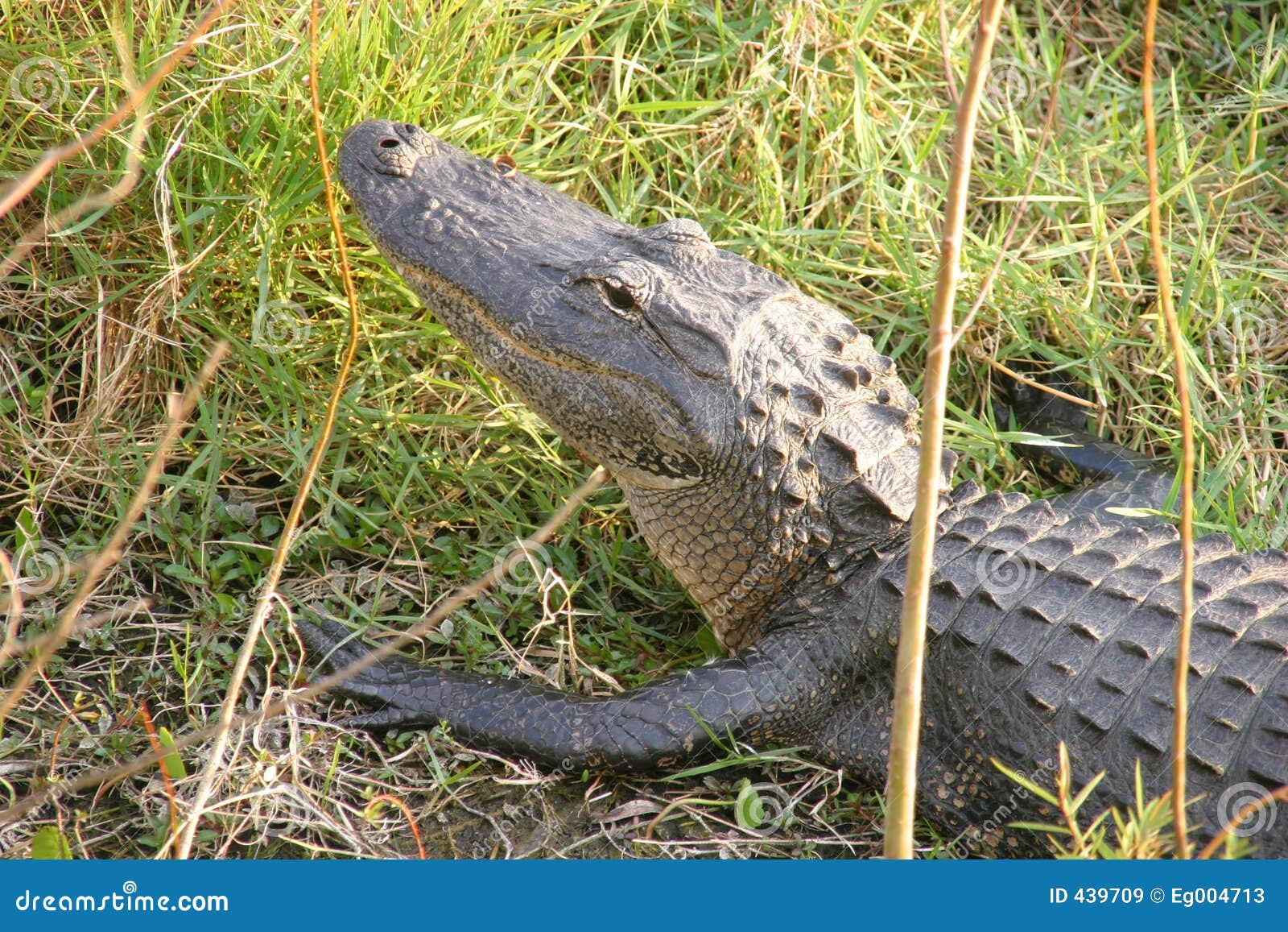 Alligator Head stock image. Image of swamp, gator, florida - 439709