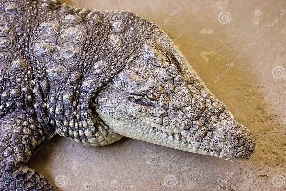 Alligator head from above stock image. Image of danger - 60431703
