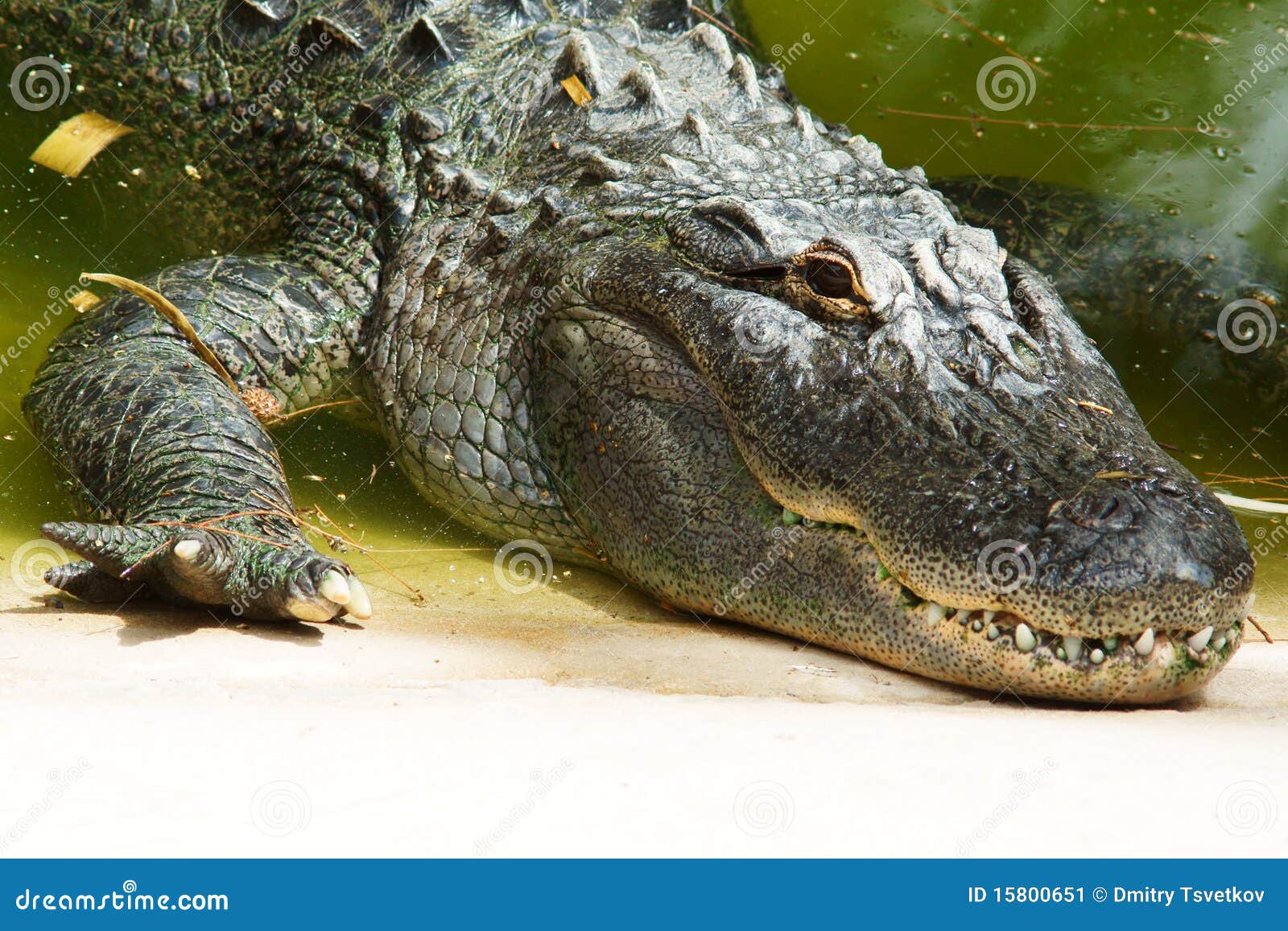 Alligator head closeup stock image. Image of reptile - 15800651