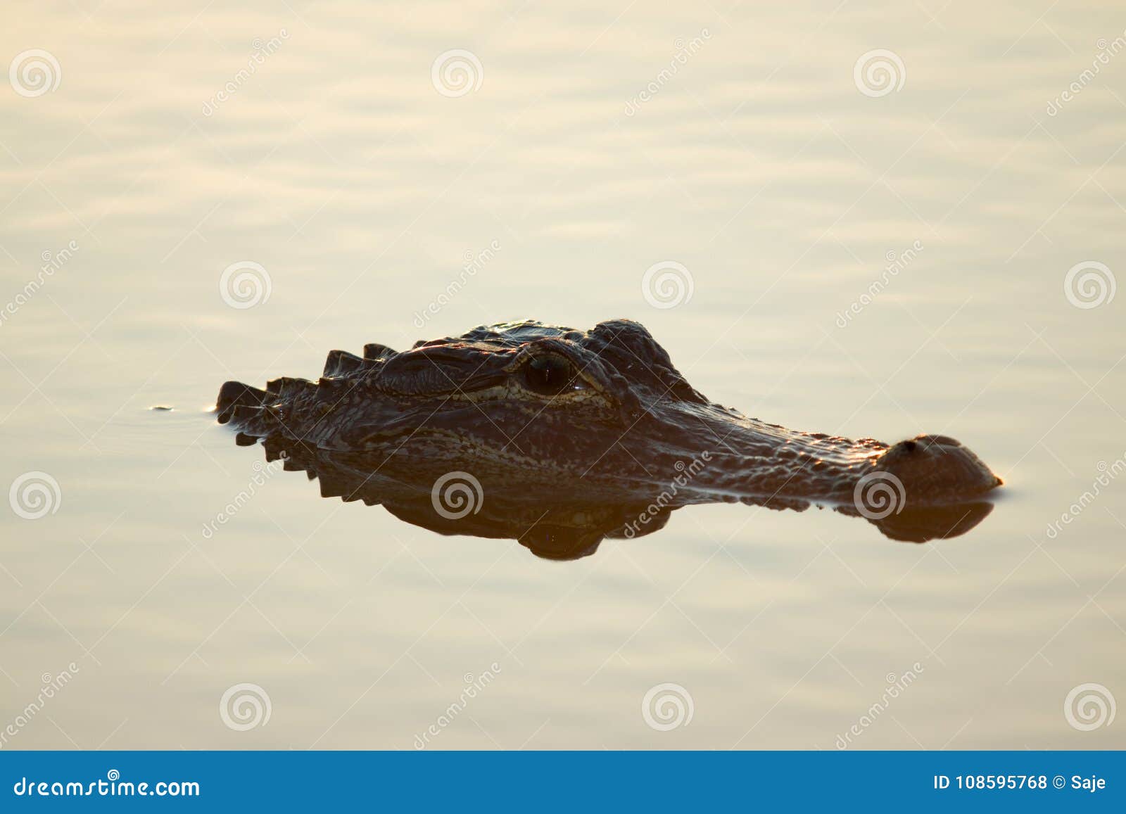 Alligator Head Closeup stock photo. Image of crocodile - 108595768