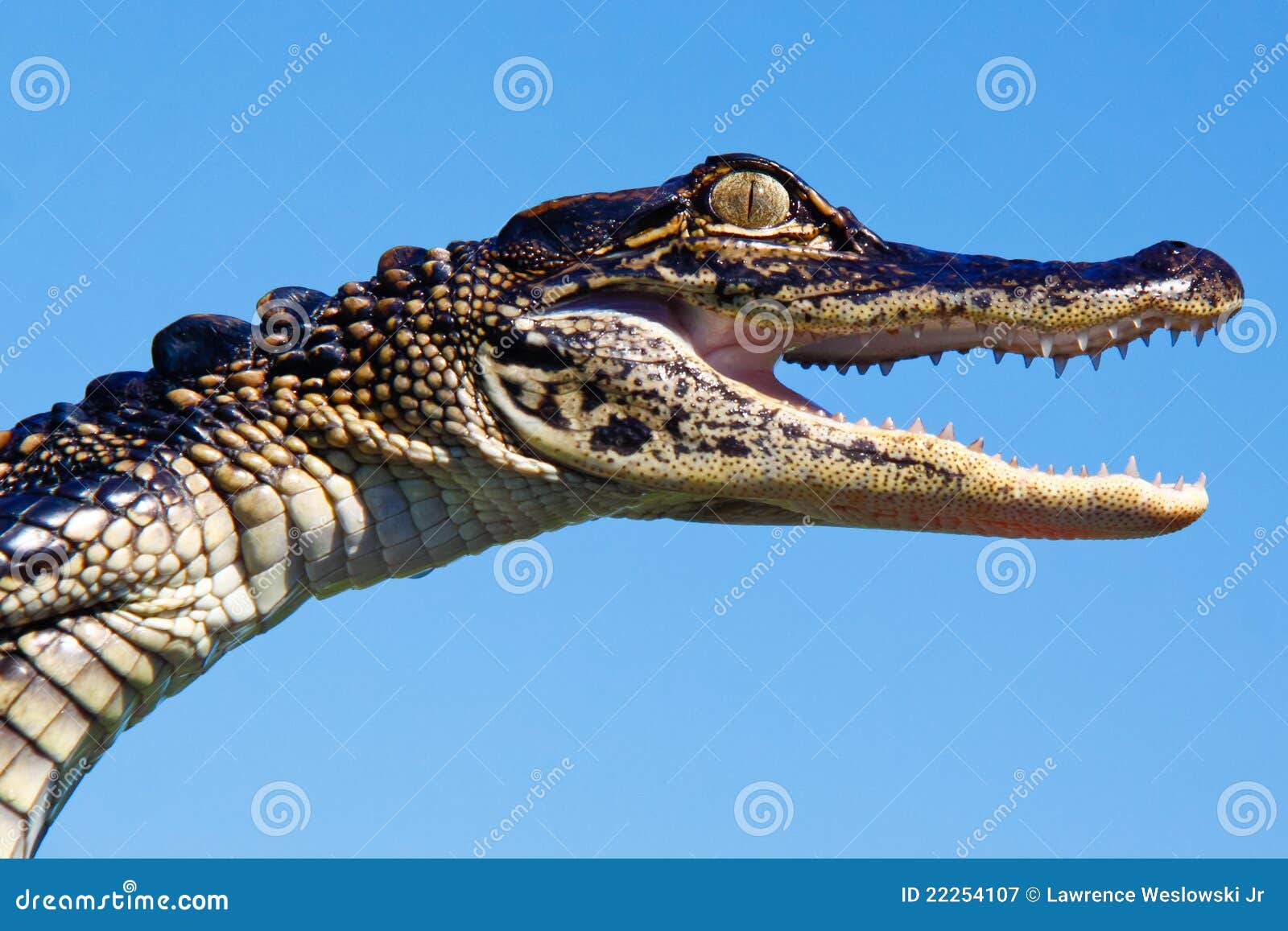 Alligator - Head, Eyes, Teeth and Skin Texture Stock Image - Image of ...