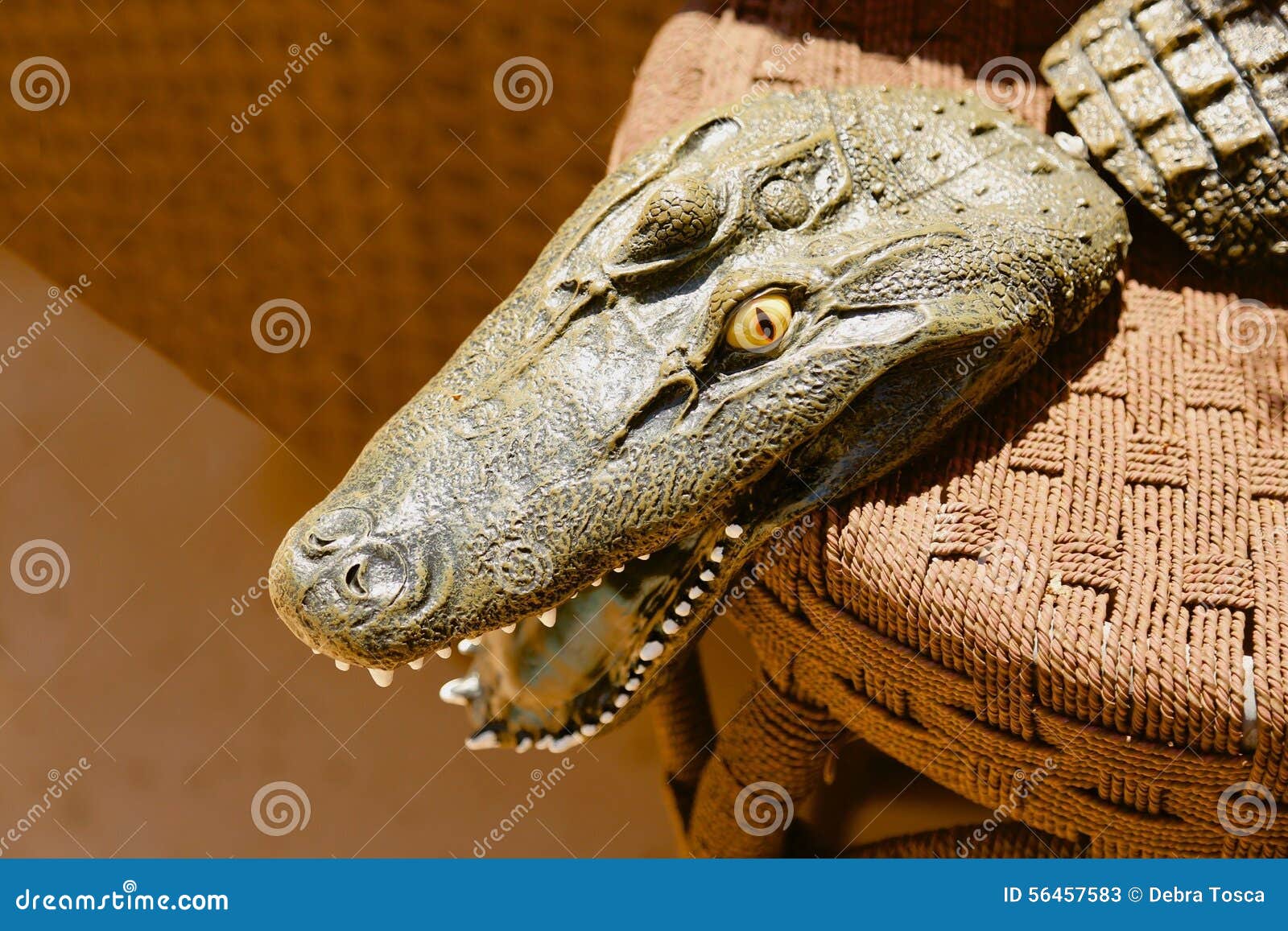 Alligator head stock image. Image of raft, teeth, reptile - 56457583