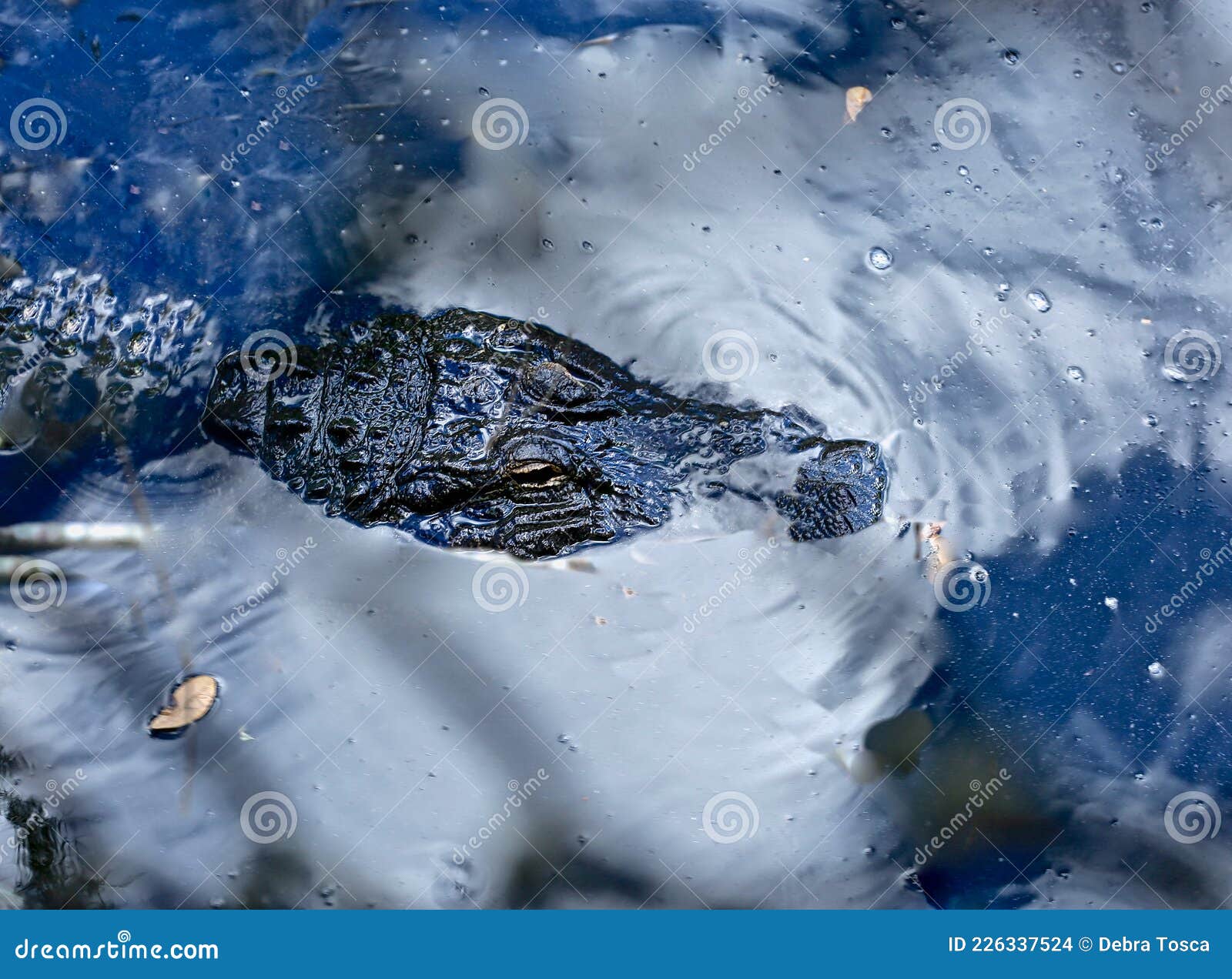 Alligator head water stock photo. Image of alligator - 226337524