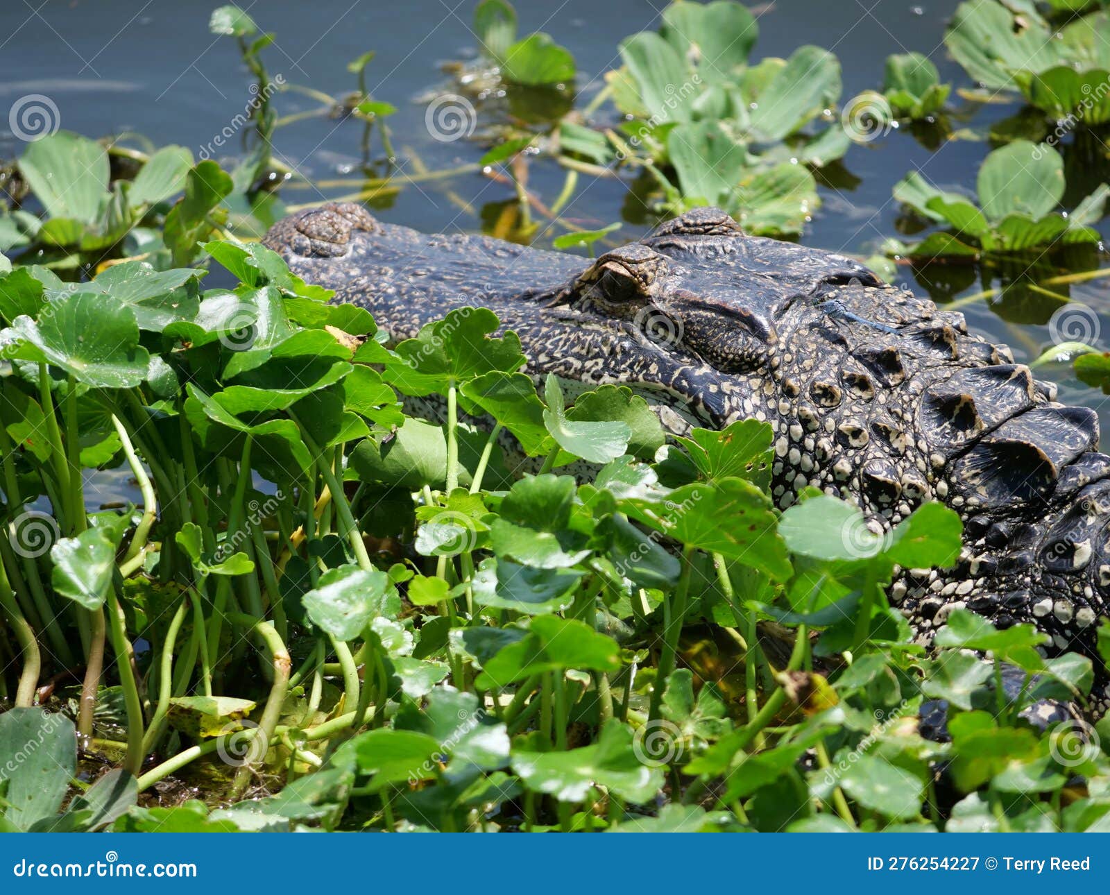 An Alligator Hiding Along the Side of a Lake Stock Image - Image of ...