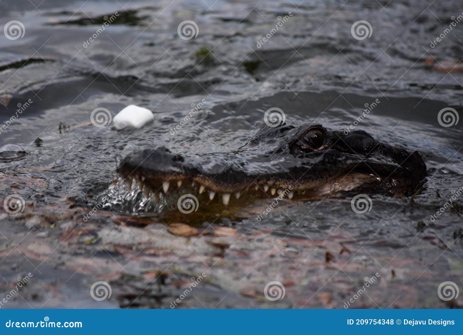 Alligator with His Snout Open and His Teeth Showing Stock Photo - Image ...
