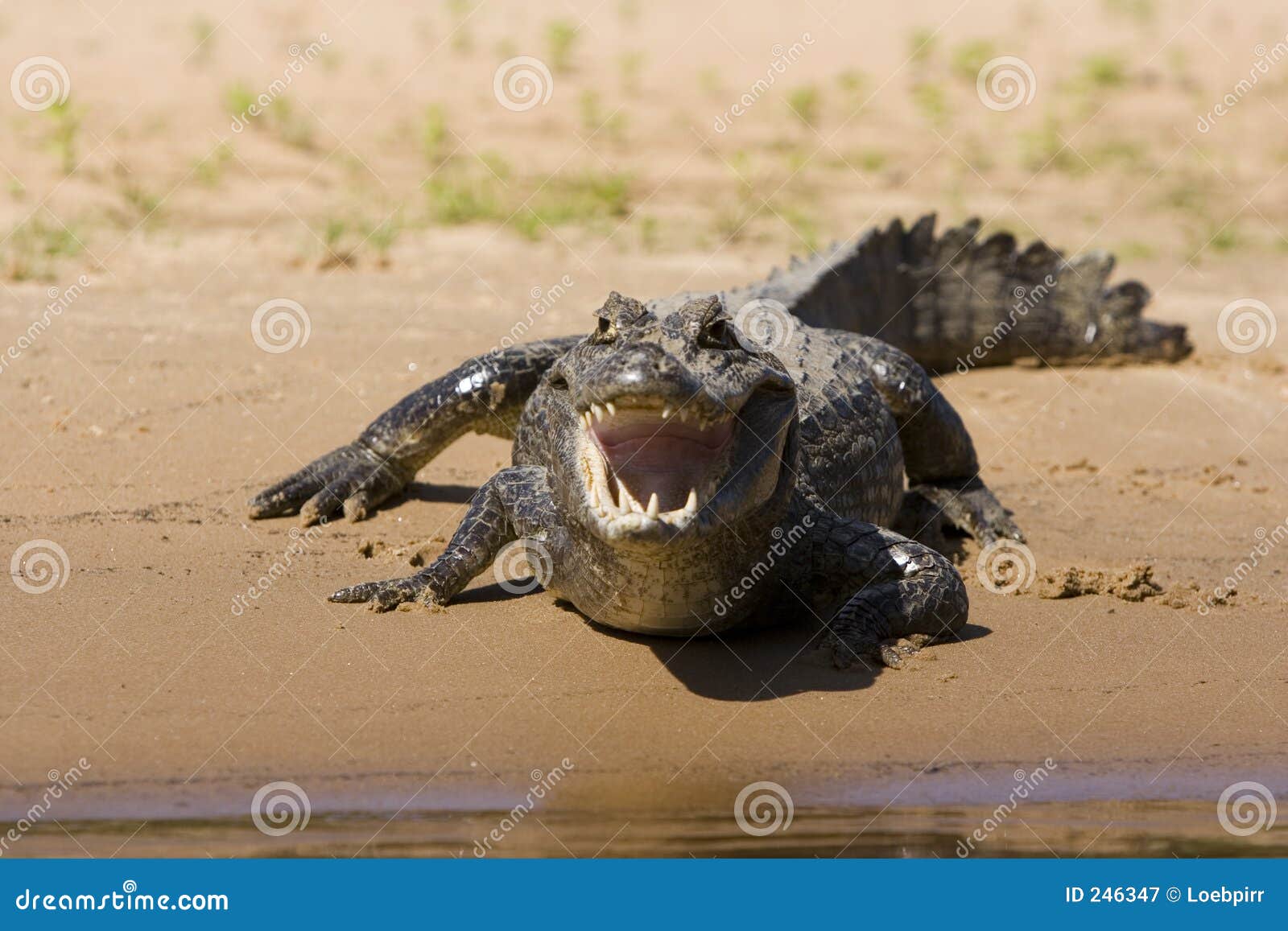 Alligator hungry stock image. Image of waiting, eyes, wilderness - 246347