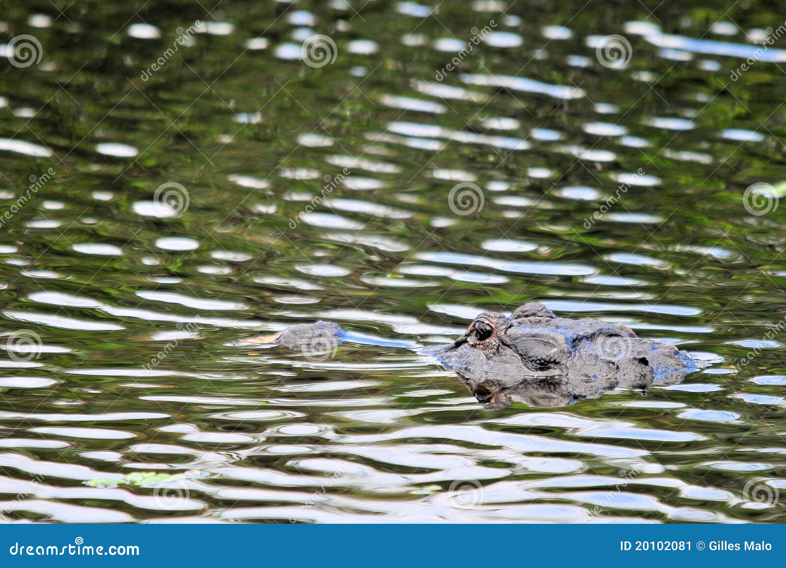 Alligator Hunting stock image. Image of snap, gators - 20102081
