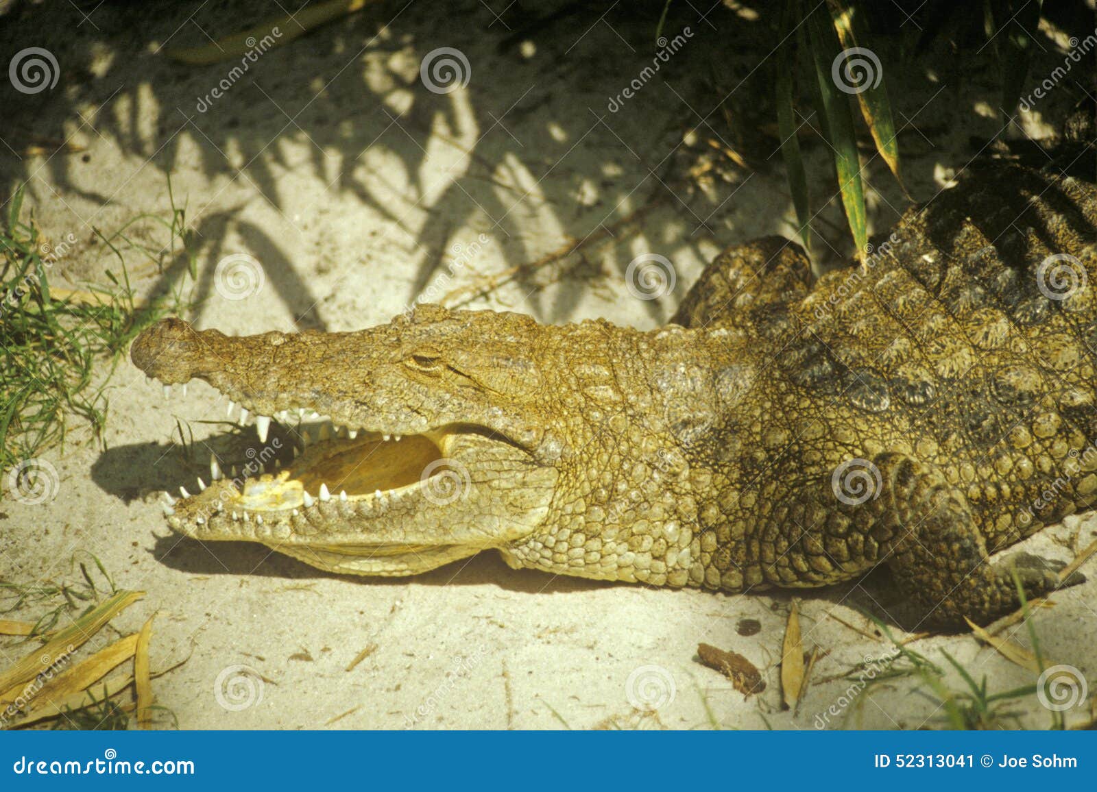 Alligator with jaws open stock image. Image of color - 52313041