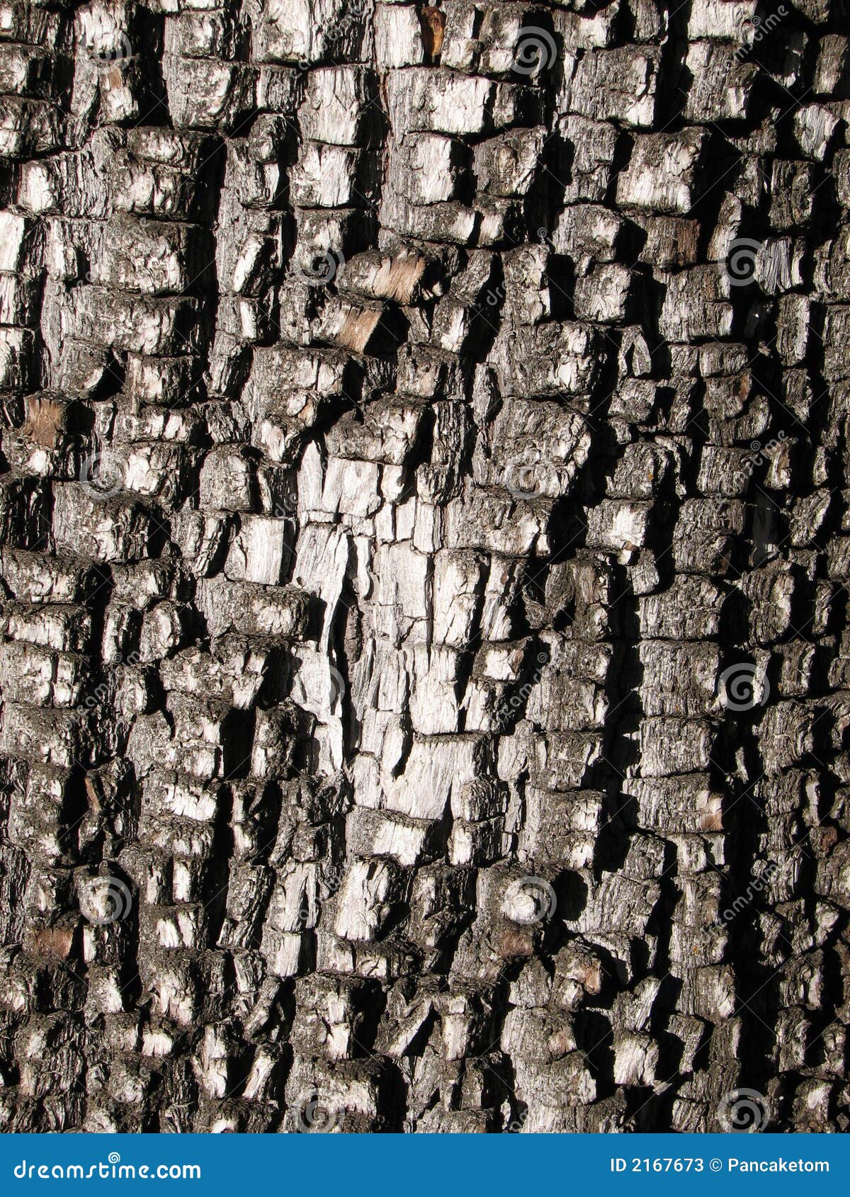 Alligator juniper bark stock image. Image of cracks, contrast - 2167673