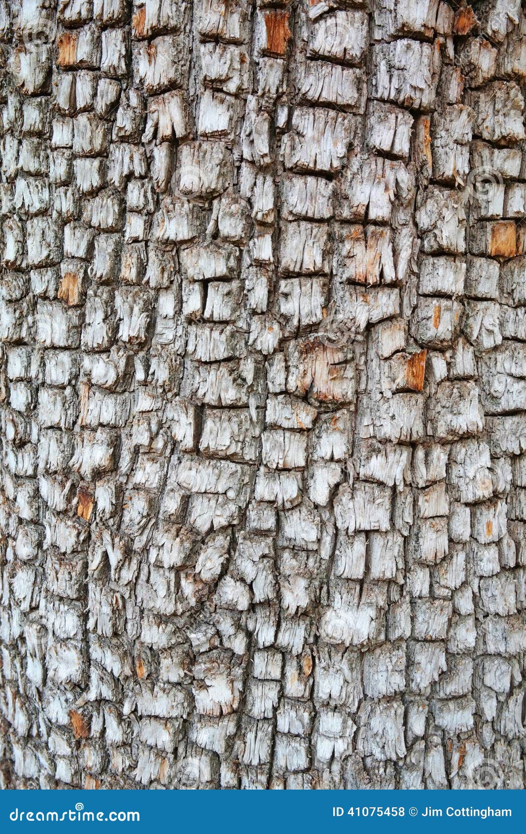 Alligator Juniper Tree Bark Up Close - Sedona, Arizona Royalty-Free ...