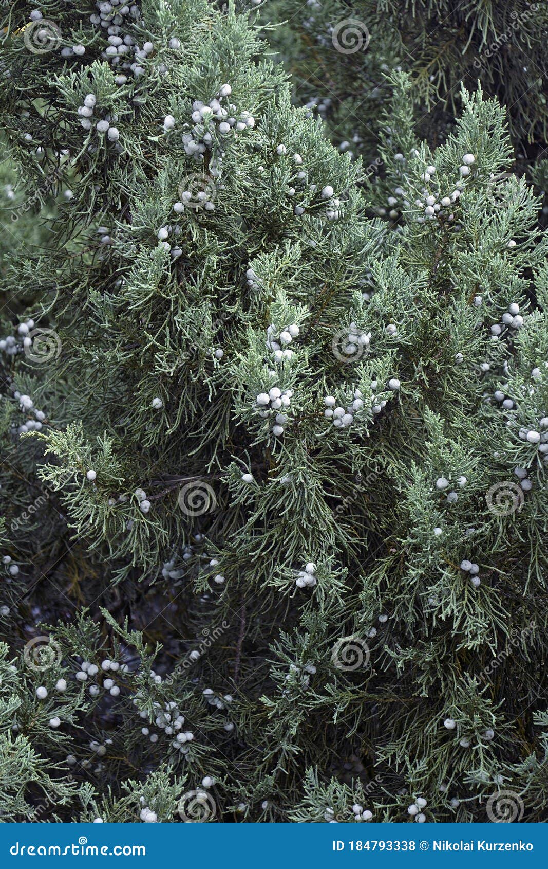 Alligator Juniper Tree Bark Up Close - Sedona, Arizona Royalty-Free ...