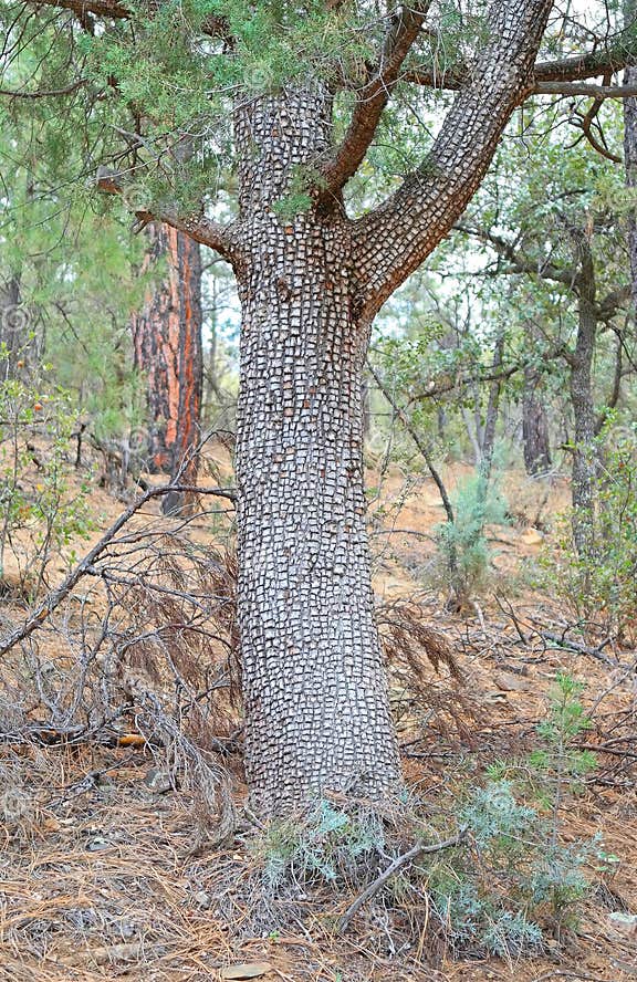 Alligator Juniper stock photo. Image of patterns, scales - 41075428