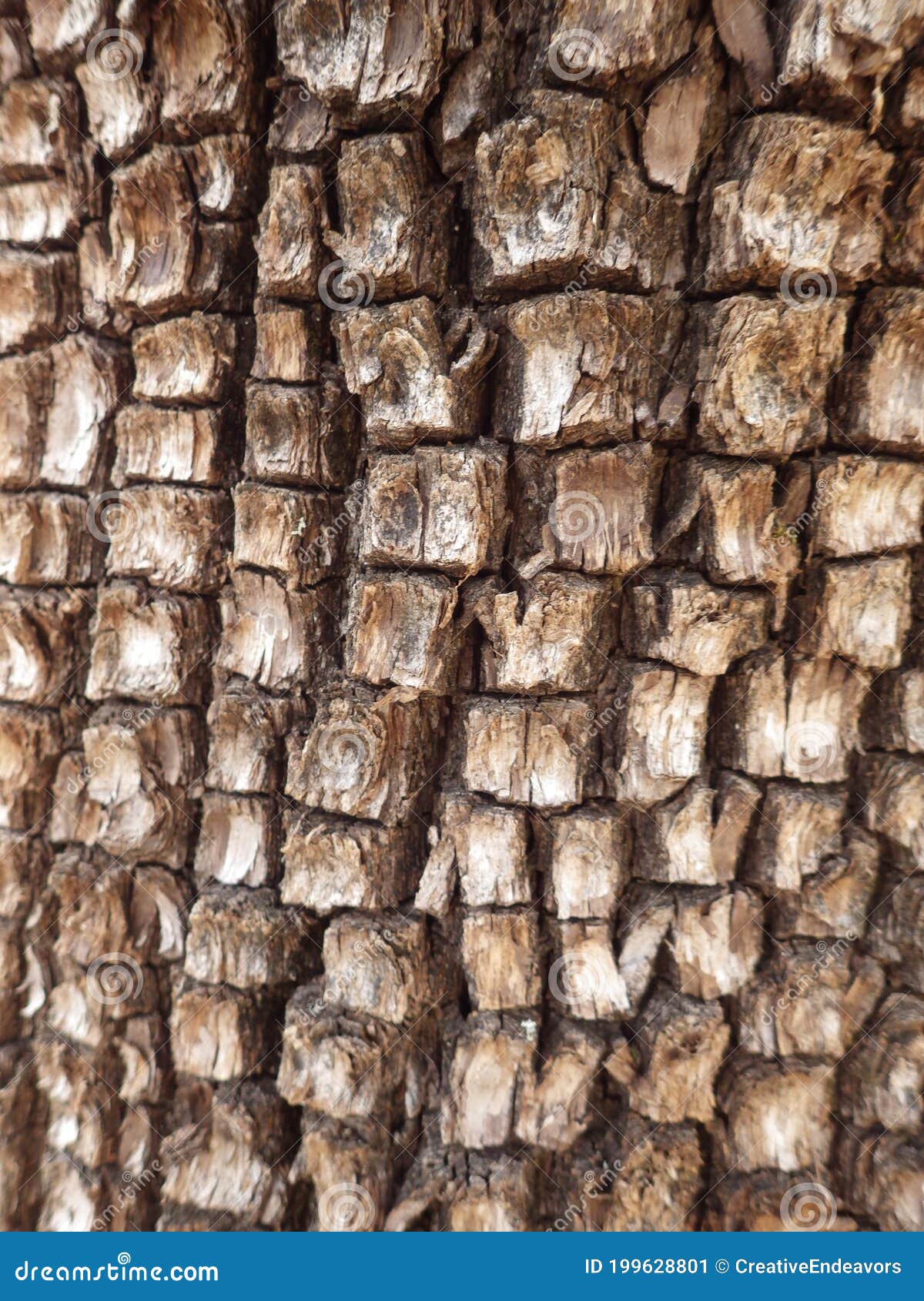 Alligator Juniper Tree Bark Up Close - Sedona, Arizona Royalty-Free ...