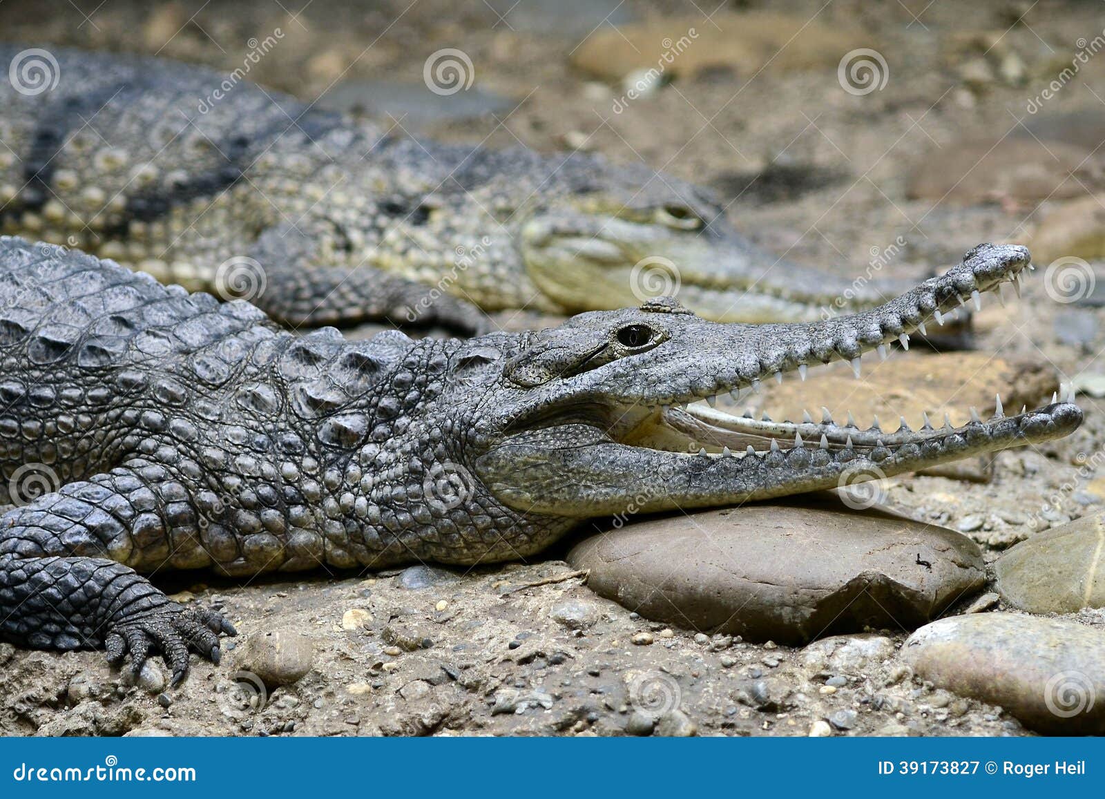 Alligator/kajman/krokodil fotografering för bildbyråer. Bild av ...