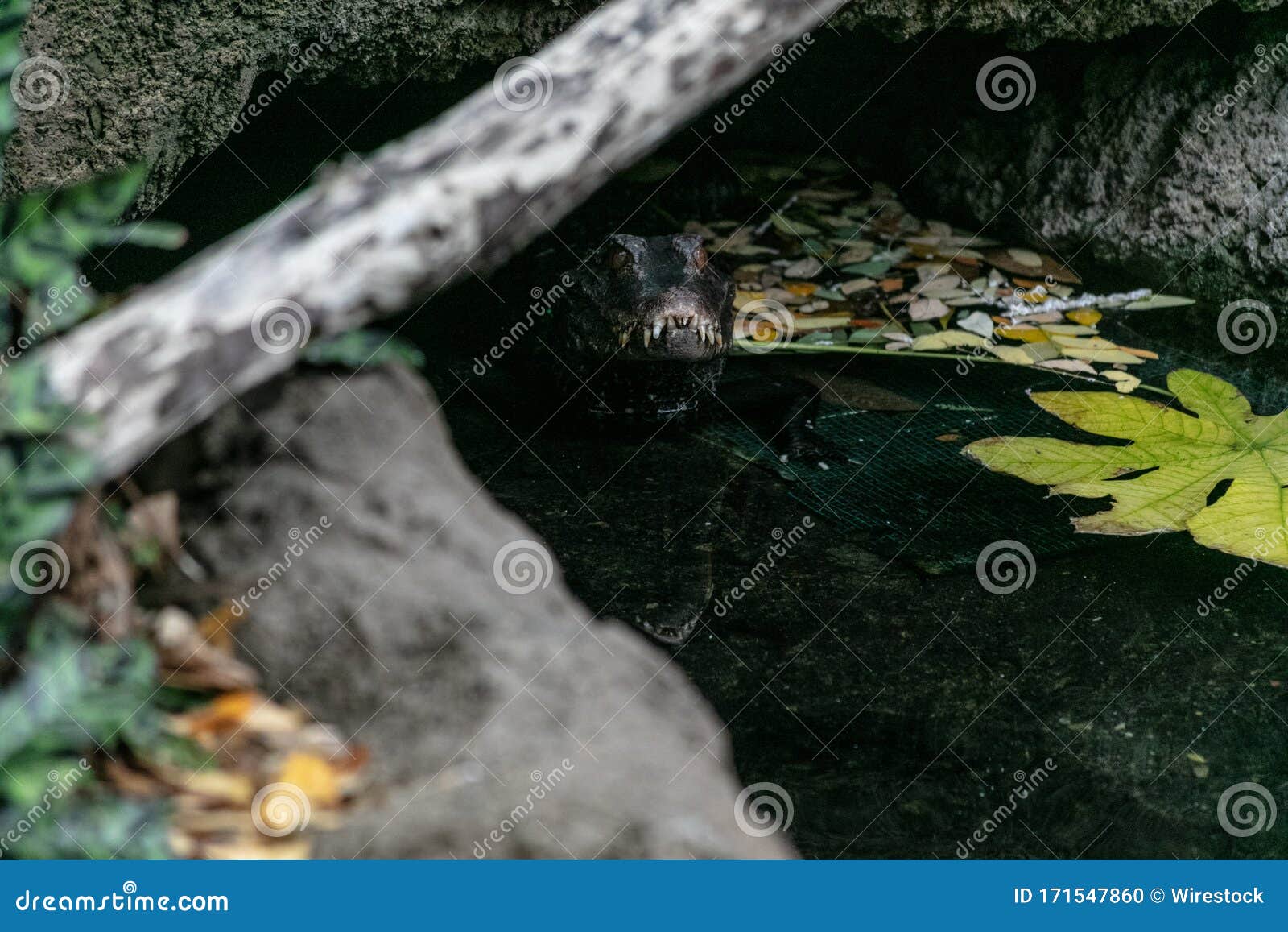 Alligator in a Lake Surrounded by Tree Branches and Leaves Under the ...