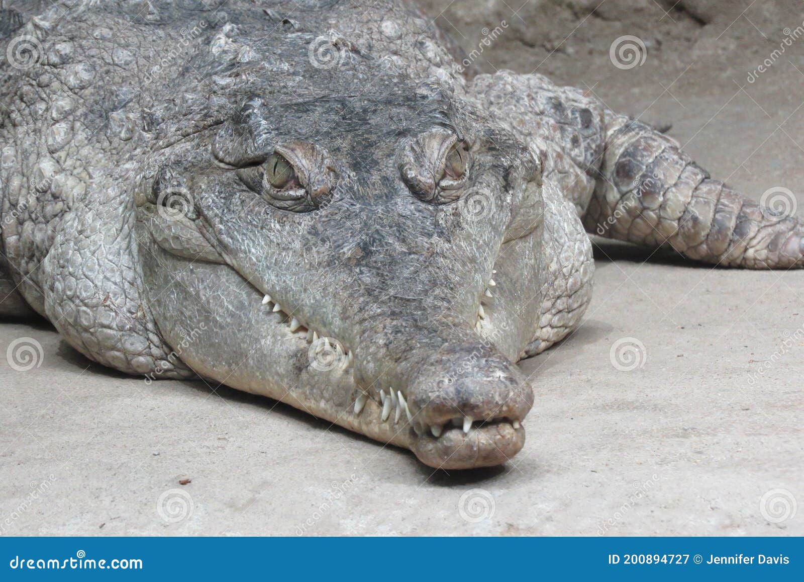 Alligator laying down stock image. Image of reptiles - 200894727