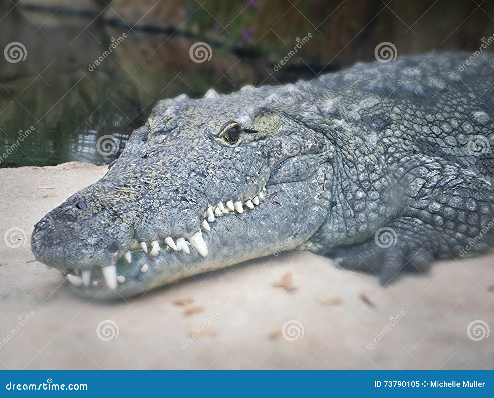 Alligator stock image. Image of laying, wildlife, nature - 73790105