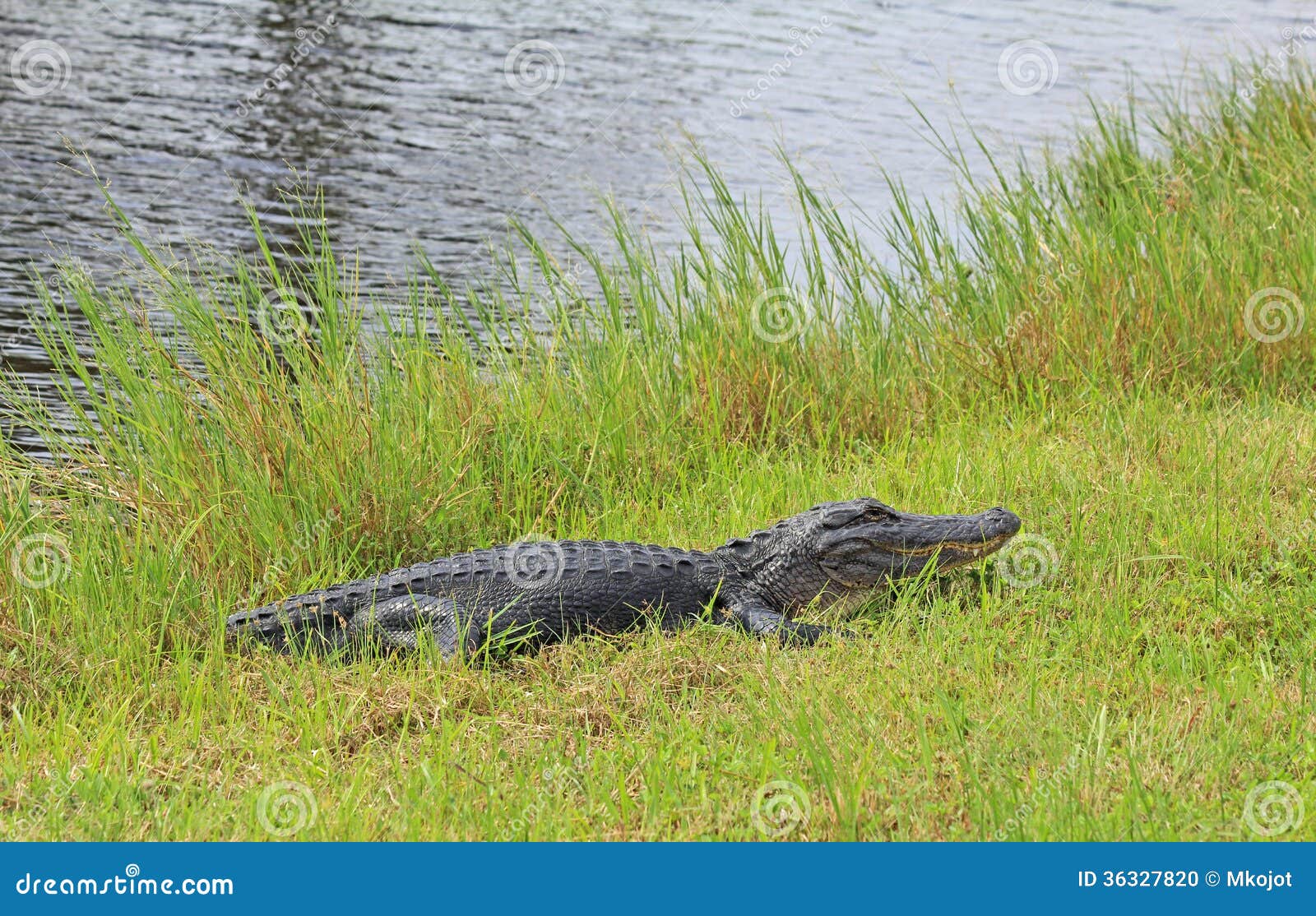 Alligator laying on grass stock photo. Image of laying - 36327820