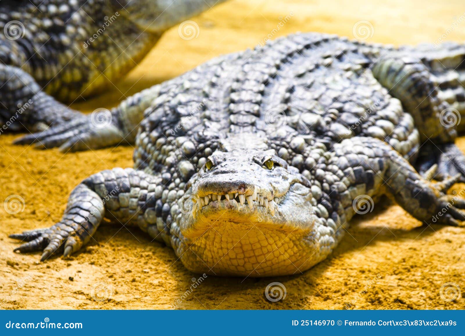 Alligator Laying on the Sand Stock Photo - Image of animal, crocodile ...