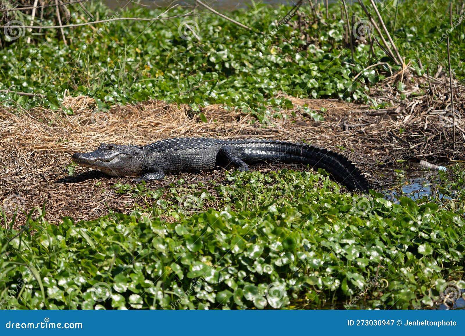 Alligator Laying in the Sun Stock Image - Image of lake, american ...