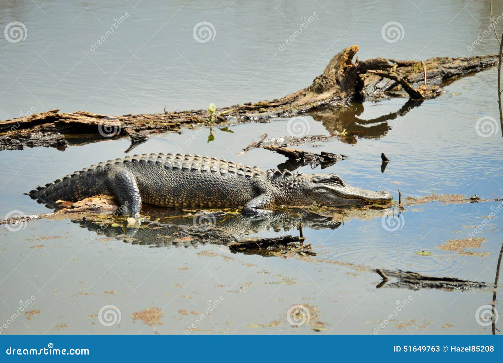 Alligator Lays on Tree Branch in the Water Stock Image - Image of ...
