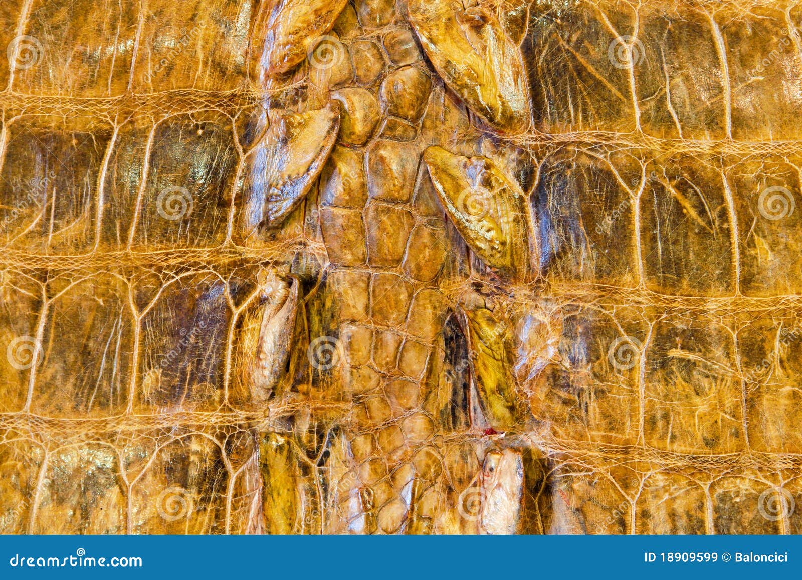 Alligator leather stock image. Image of texture, reptile - 18909599
