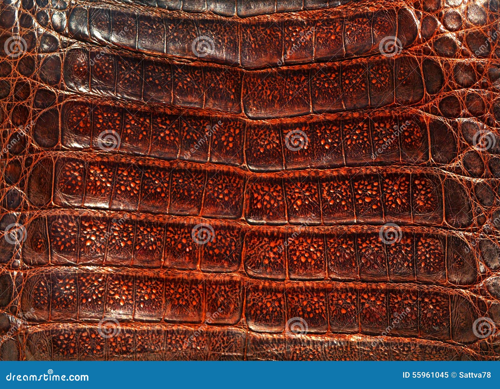 Alligator leather stock image. Image of texture, alligator - 55961045