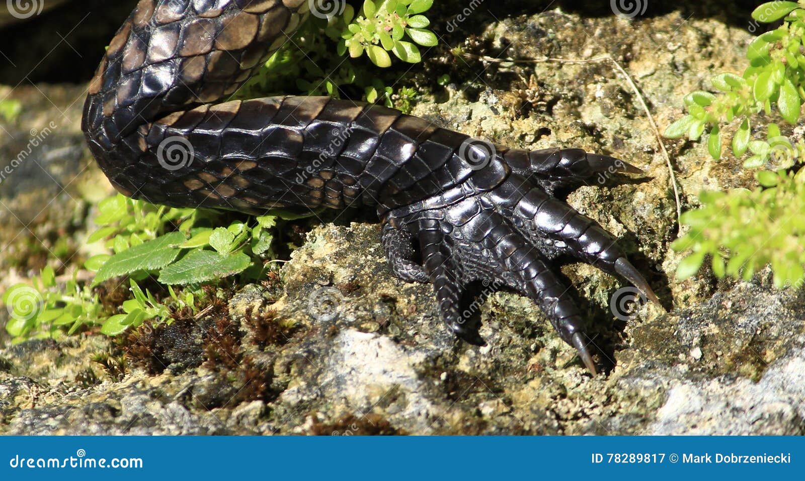 Alligator leg and foot stock image. Image of claws, yellow - 78289817