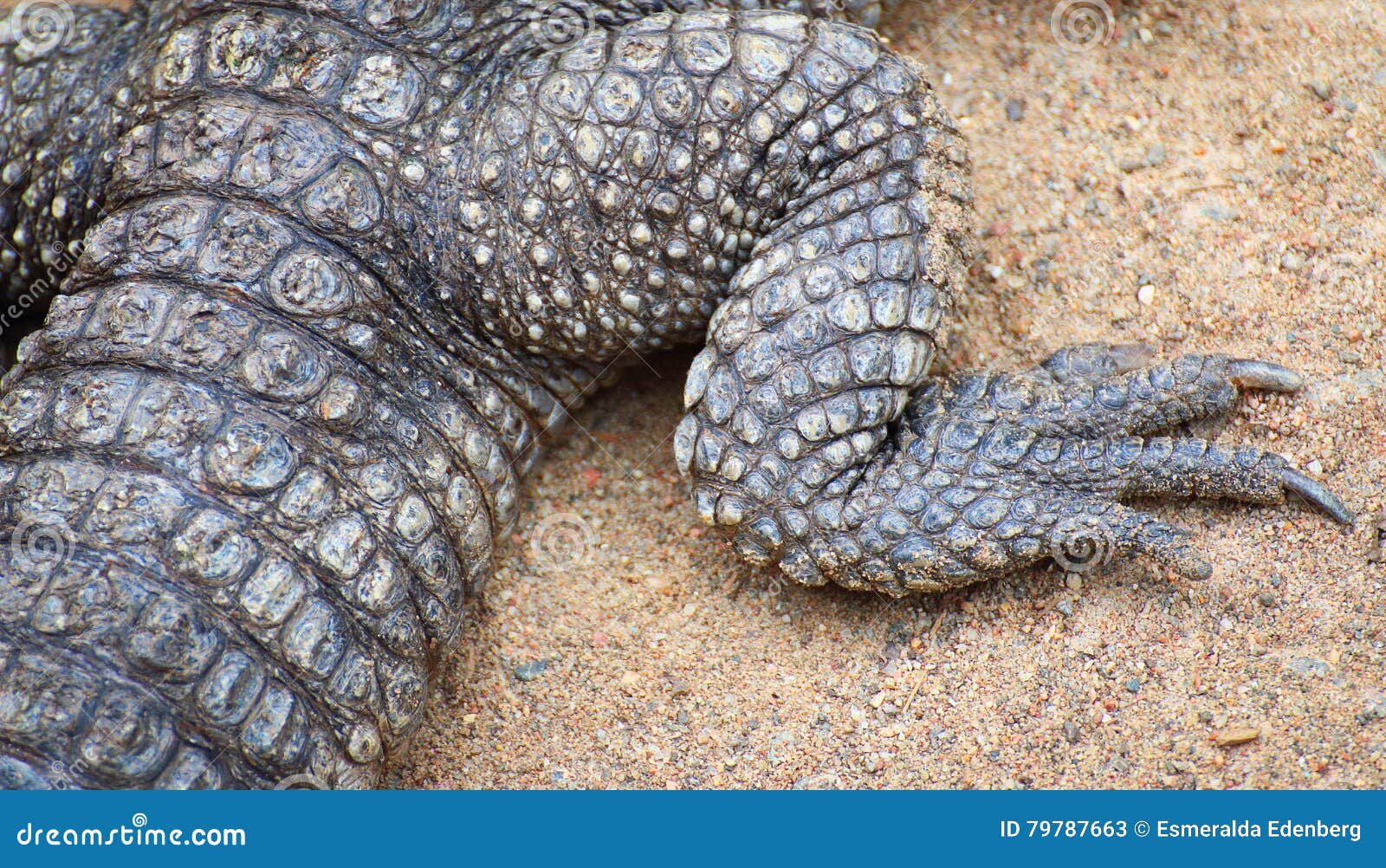 Alligator leg stock image. Image of animal, large, hunter - 79787663