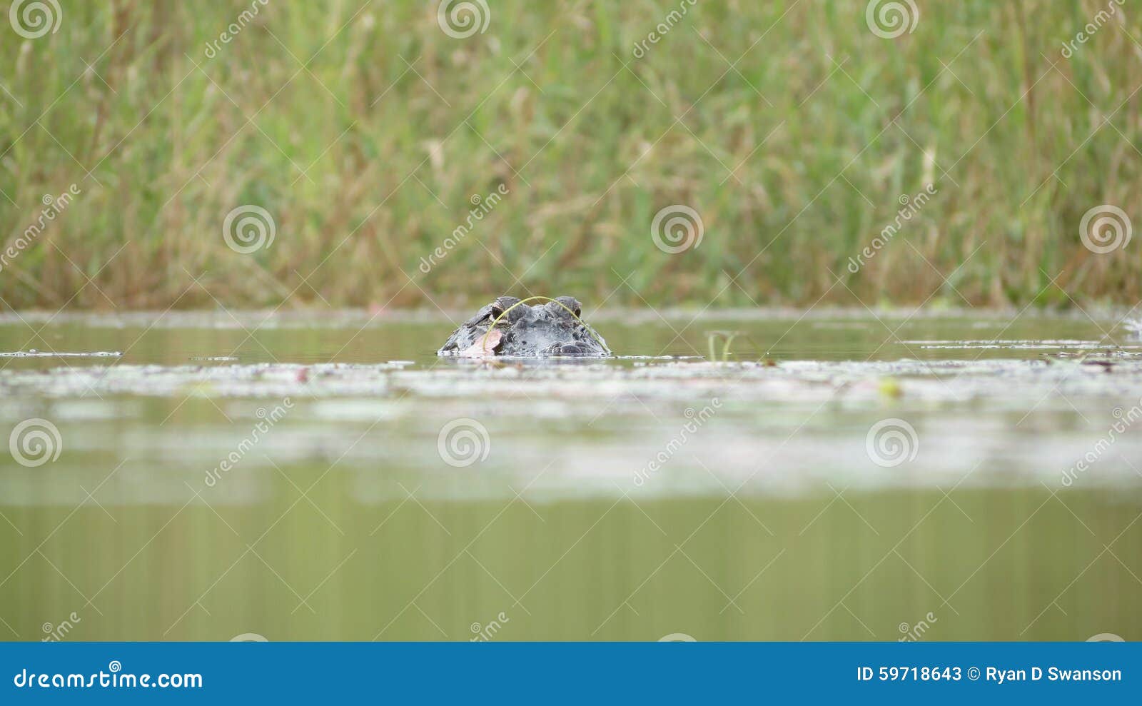 Alligator In Lily Pads Stock Image | CartoonDealer.com #59718643