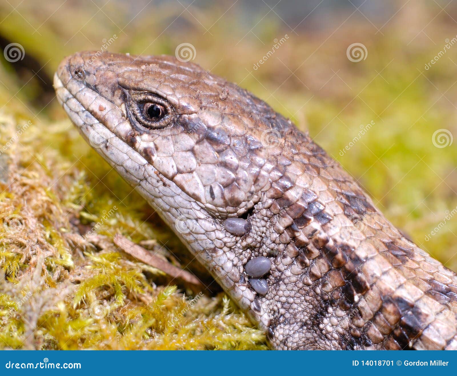 Alligator Lizard stock image. Image of lizards, tick - 14018701