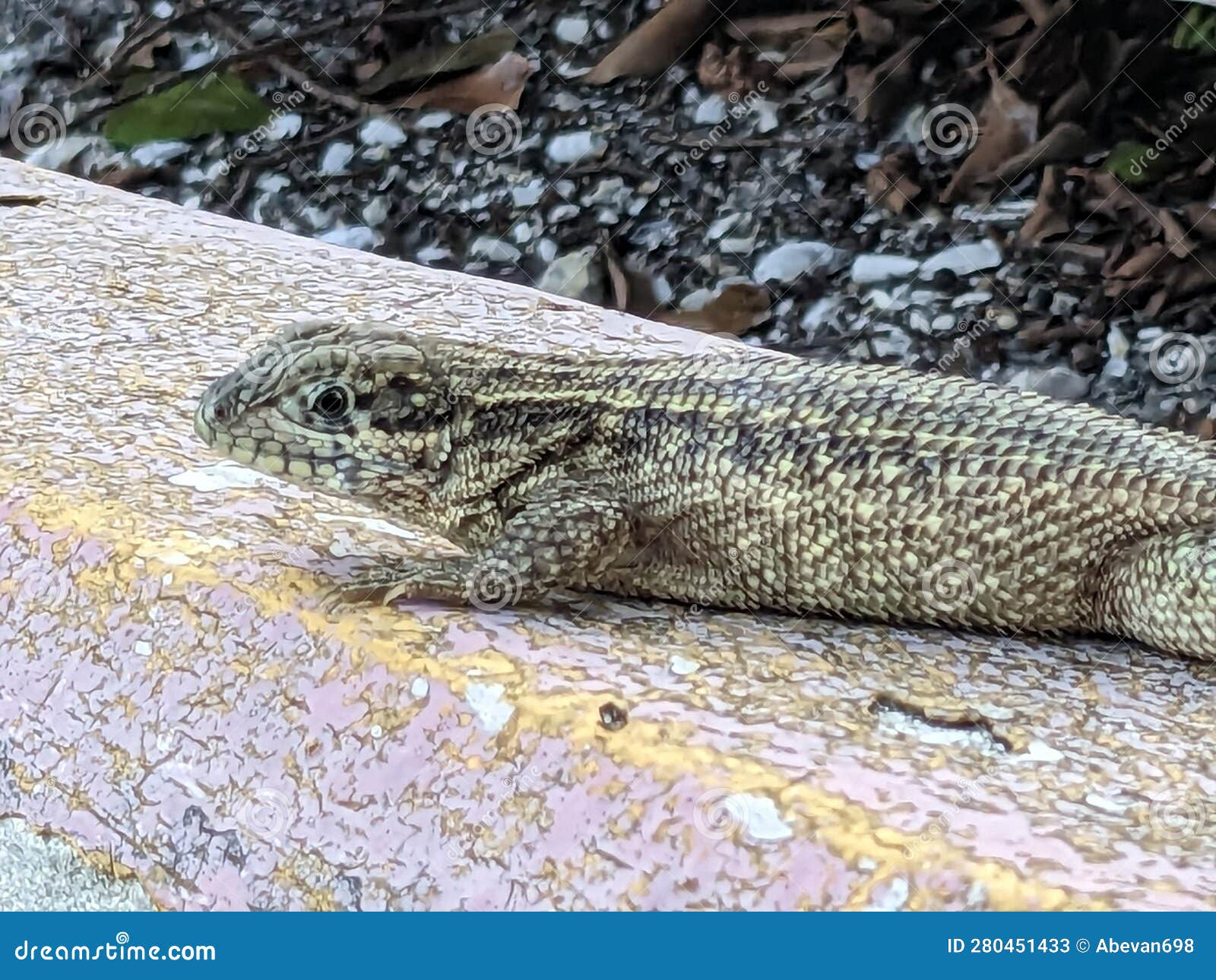Alligator Lizard Close Nature Scales Stock Image - Image of alligator ...