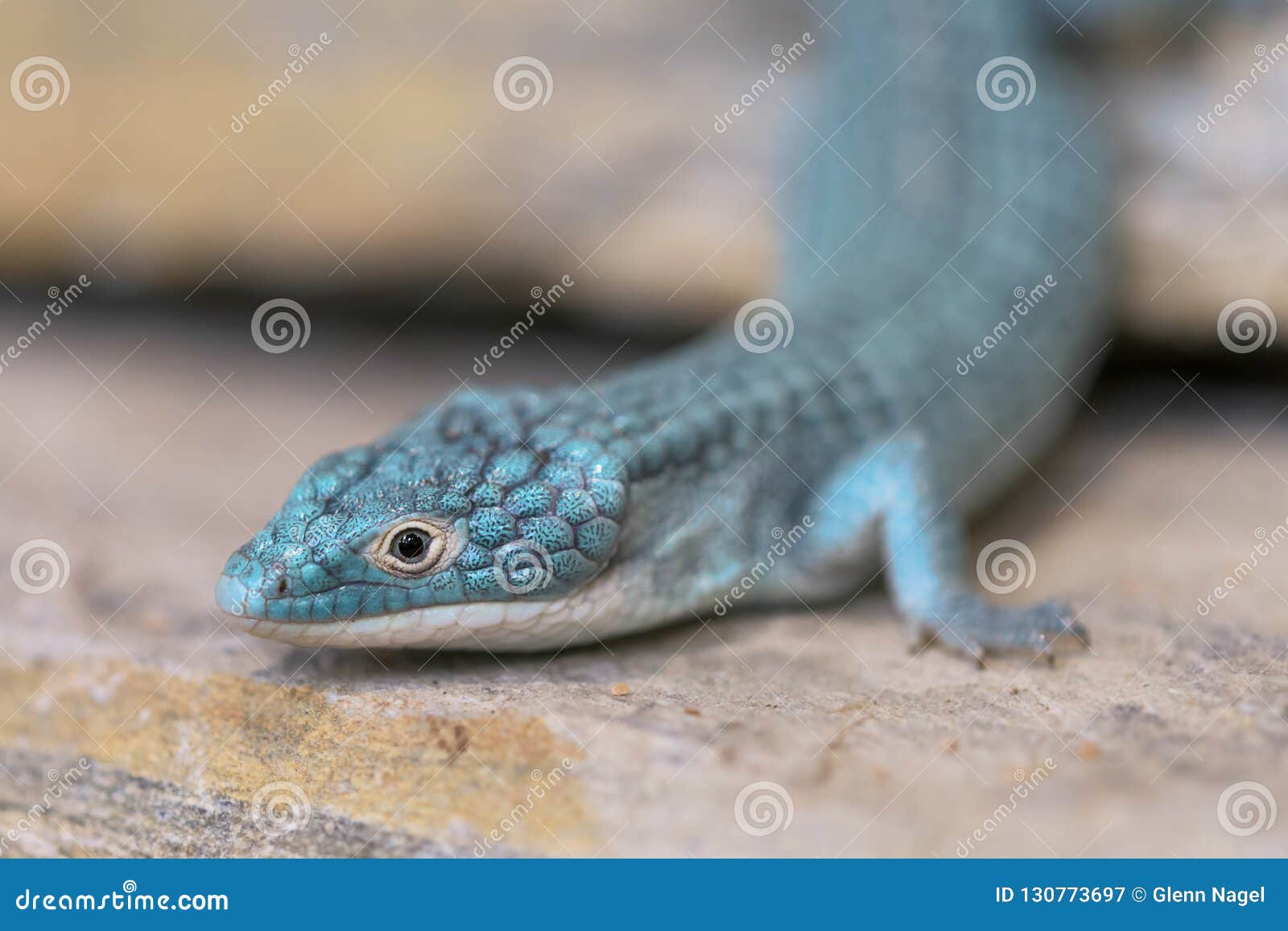 Alligator Lizard Crawling on Rocky Surface Stock Image - Image of ...