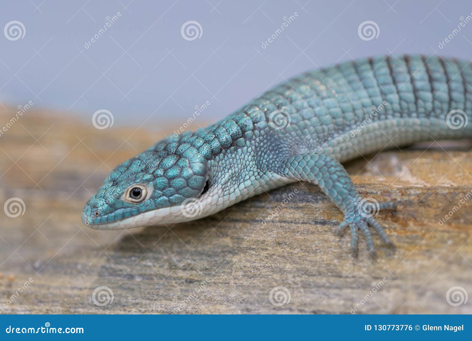 Alligator Lizard Crawling on Rocky Surface Stock Photo - Image of head ...