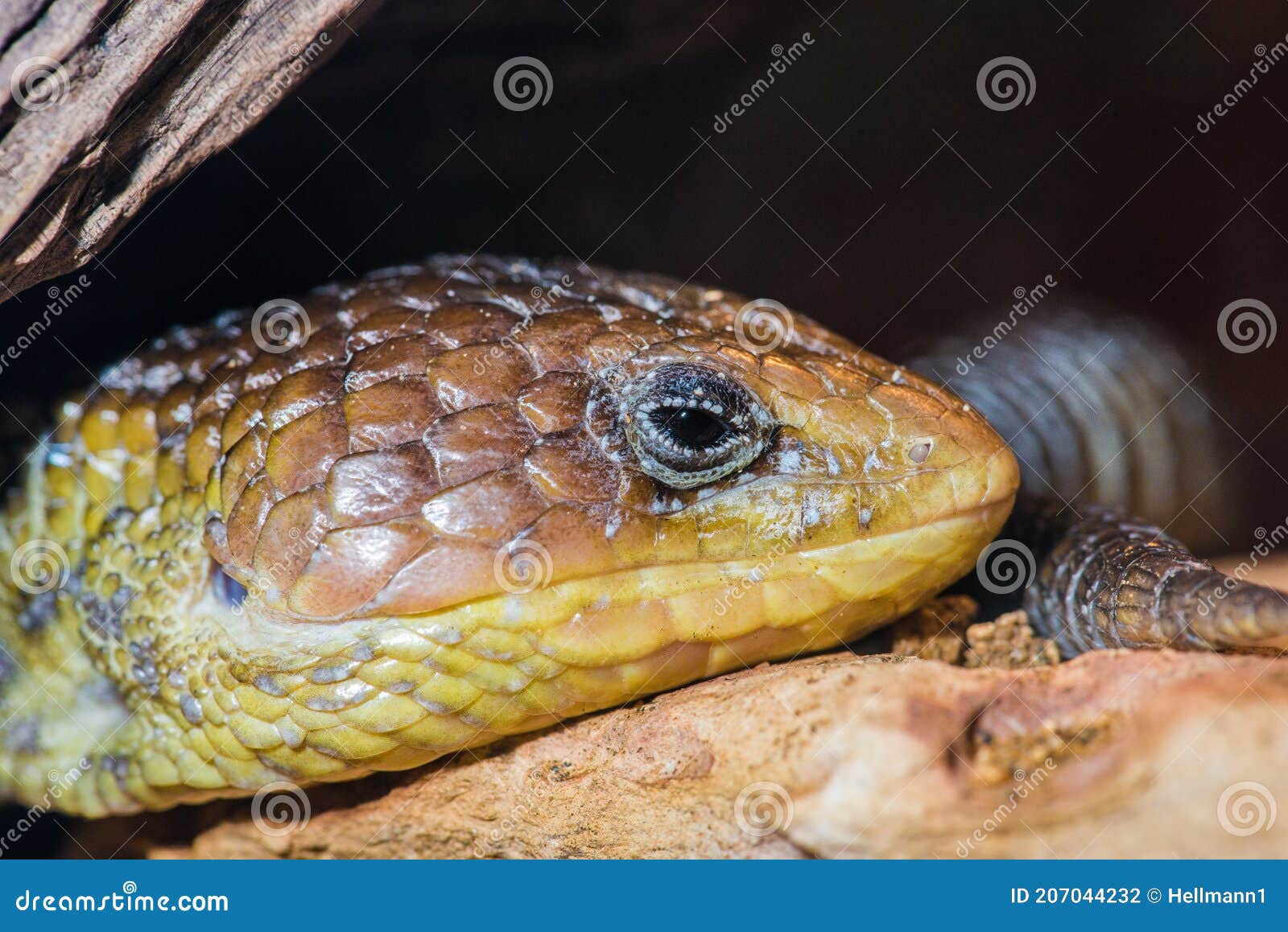 Alligator Lizzard Head stock photo. Image of dangerous - 207044232