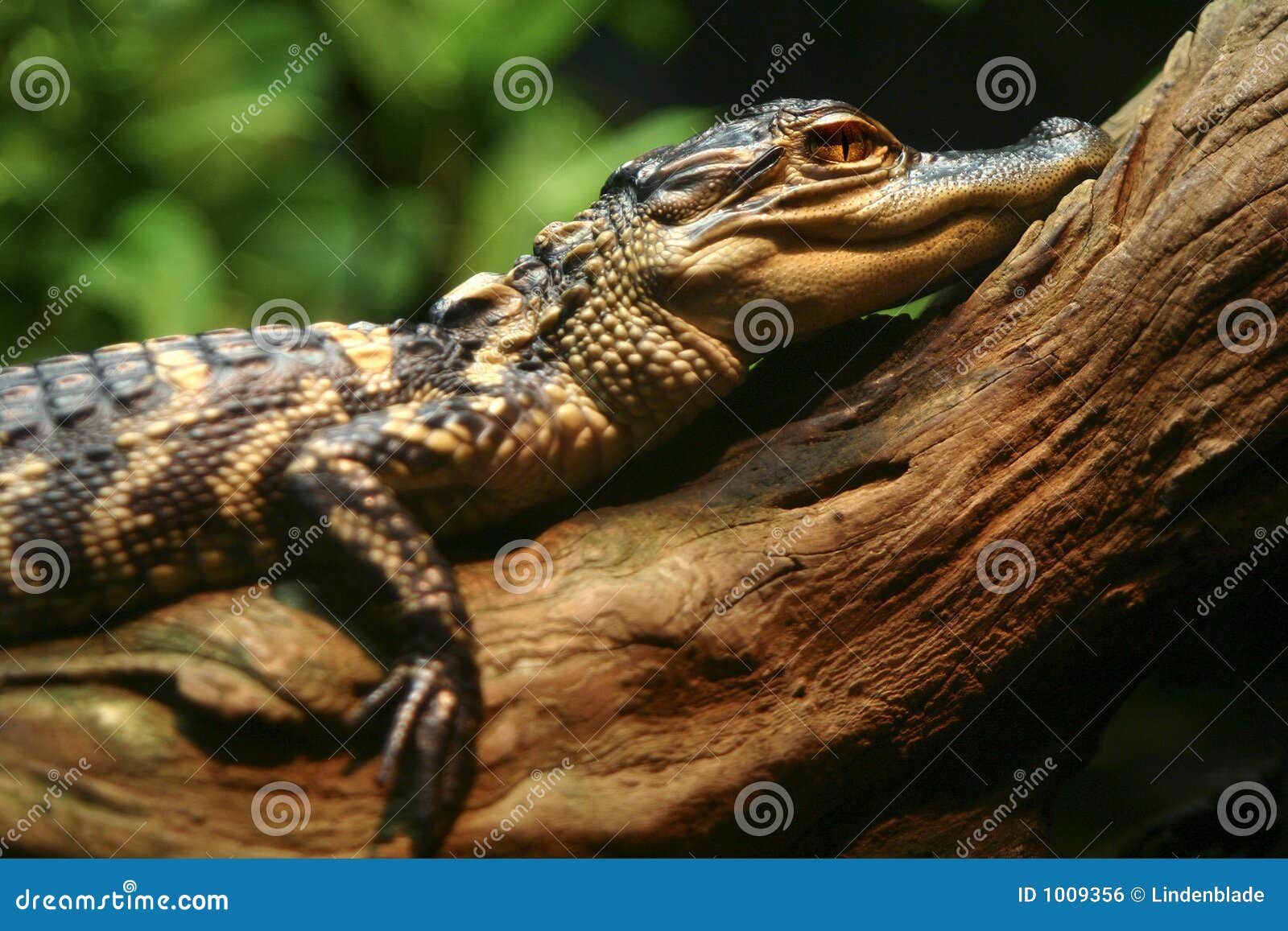Alligator on Log stock photo. Image of gator, animal, comfortable - 1009356