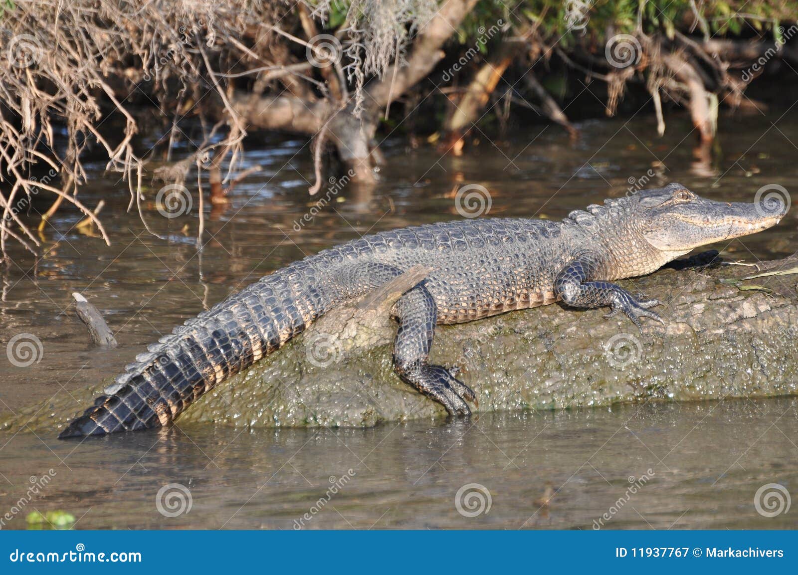 Alligator on log stock image. Image of alligator, teeth - 11937767