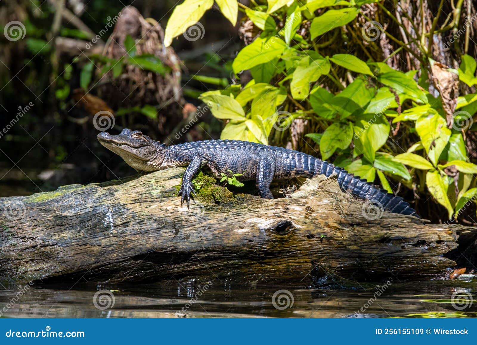 Alligator on a Log in the Forest Stock Image - Image of forest ...