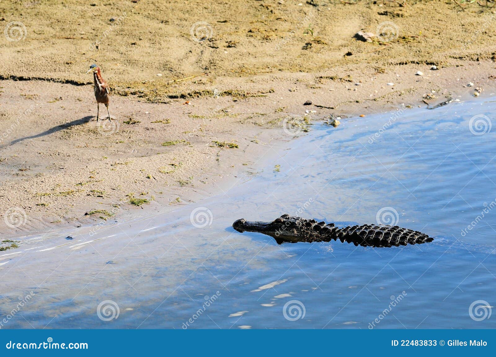 Alligator Looking at Its Next Meal Stock Image - Image of enormous ...