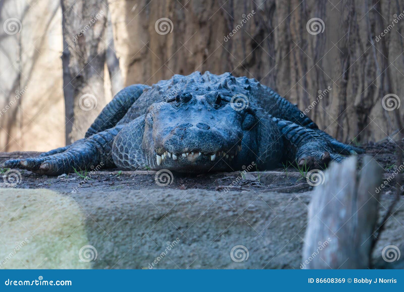 Alligator Looking at You stock image. Image of duck, gator - 86608369