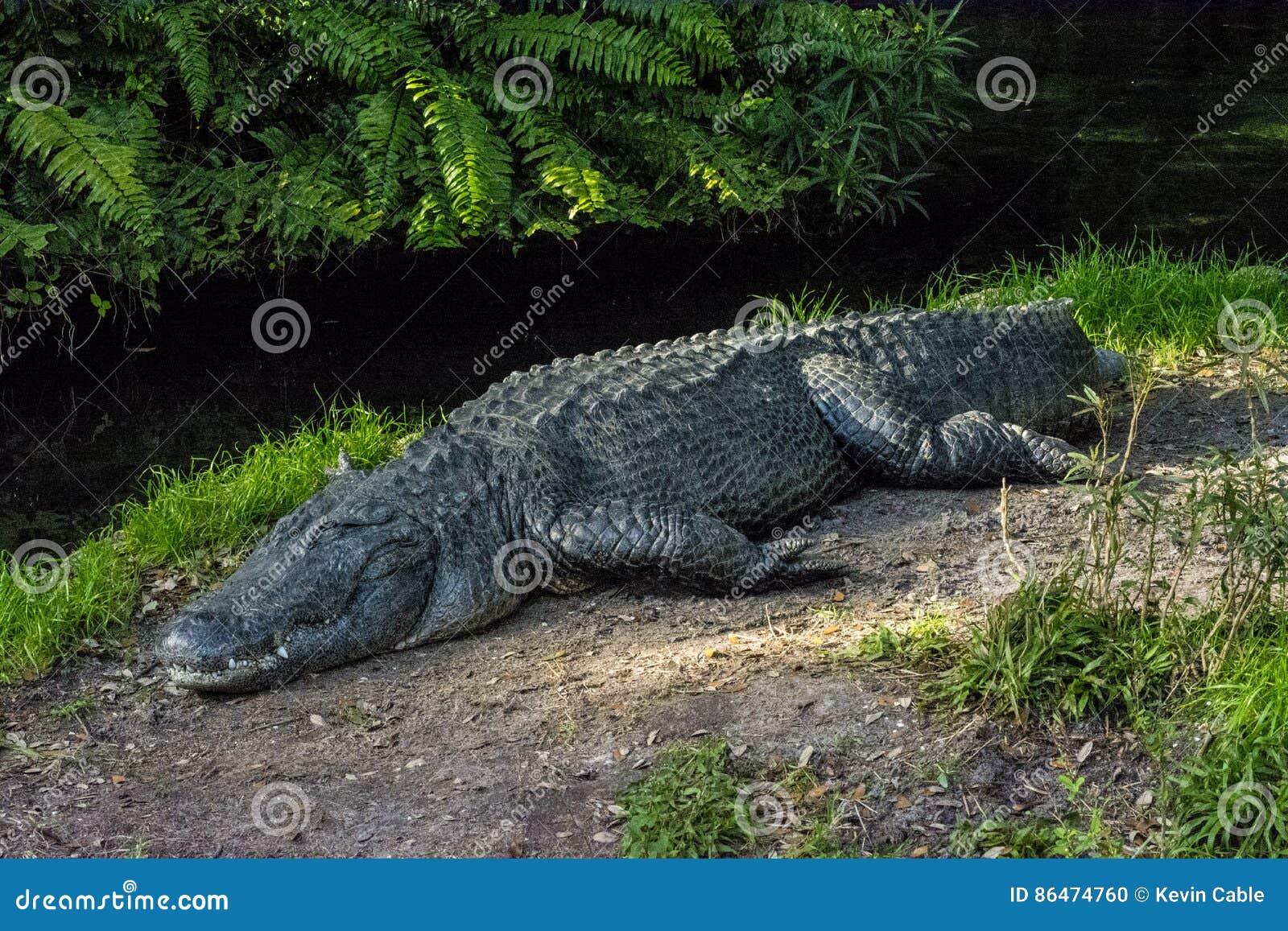 Alligator Lying on the Ground Stock Photo - Image of clearsky, next ...